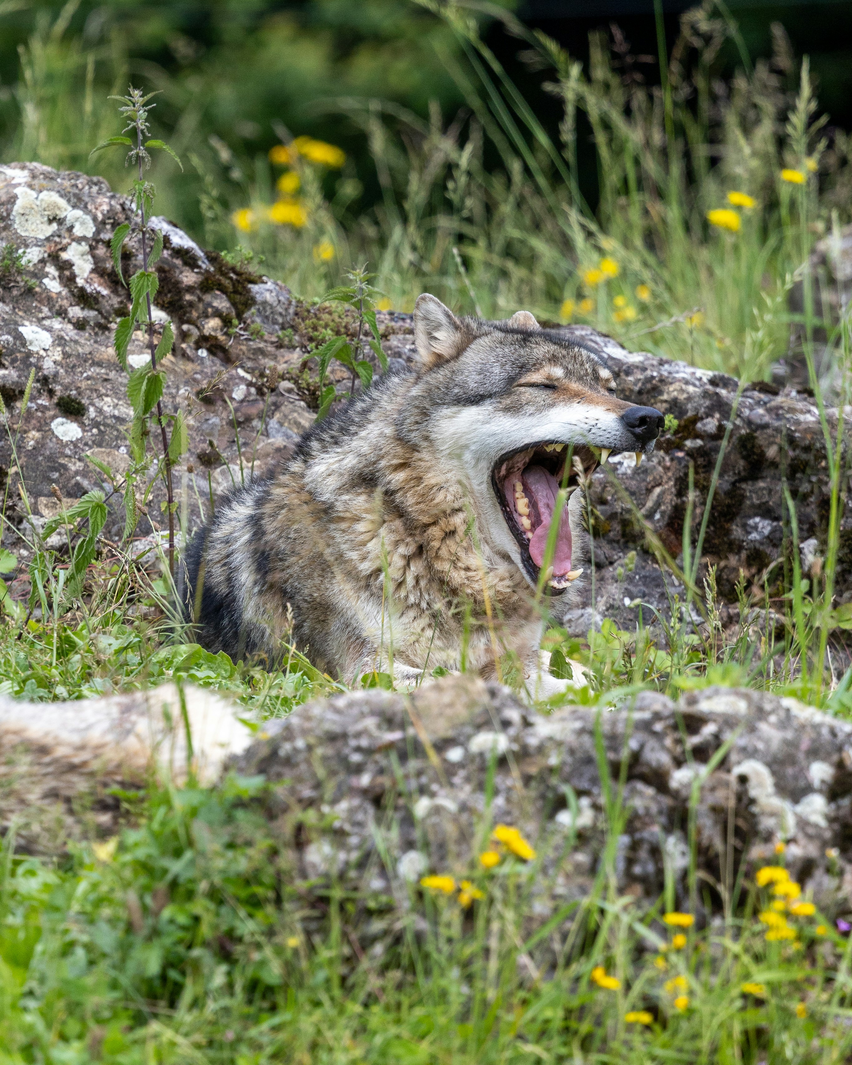 Yawning North Put in Mossy Rocks