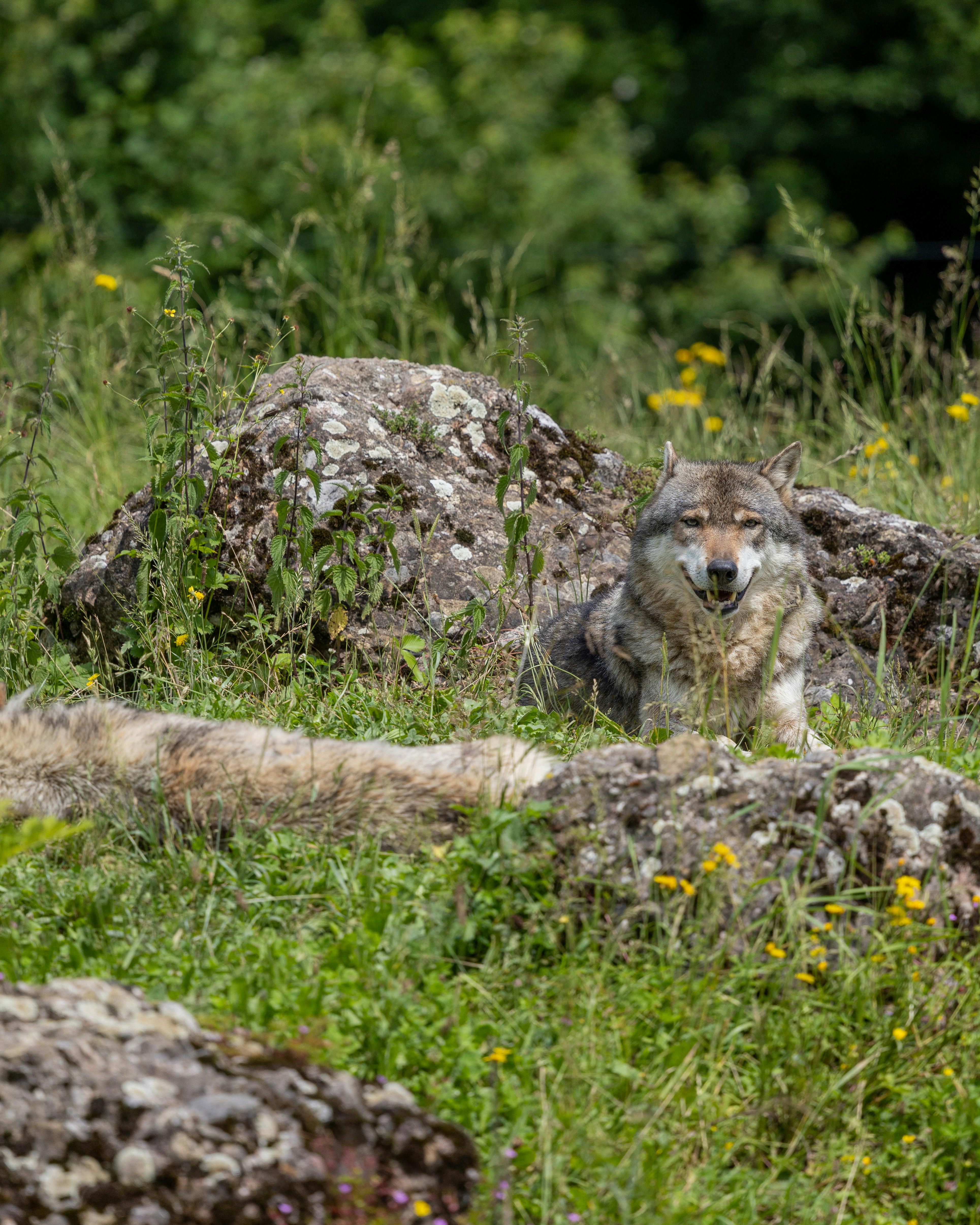 Hidden Howl: Wolf Rest among Mossy Stones