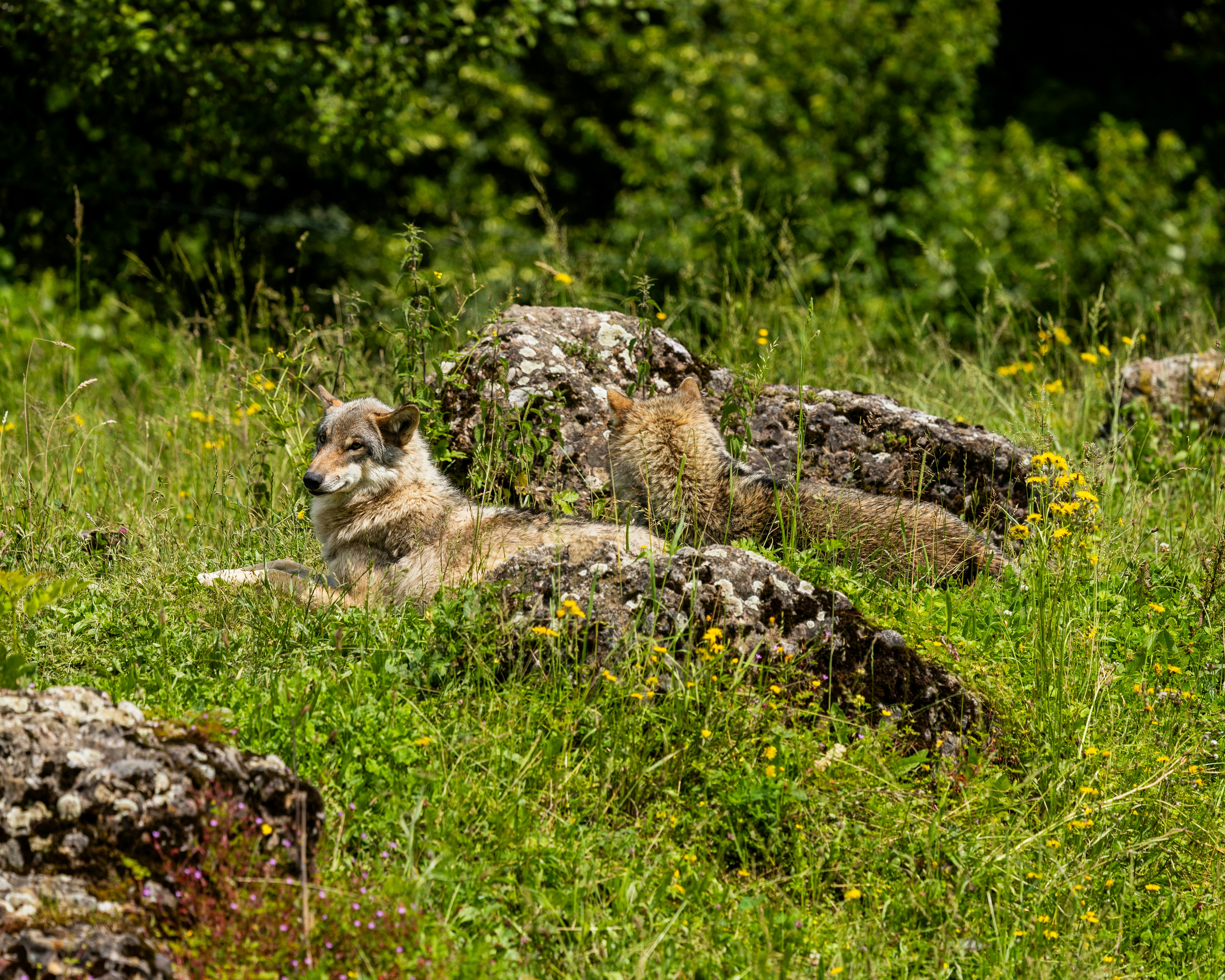Stone-Top Watch: A Lone Fox Lurks Among Granite and Grass