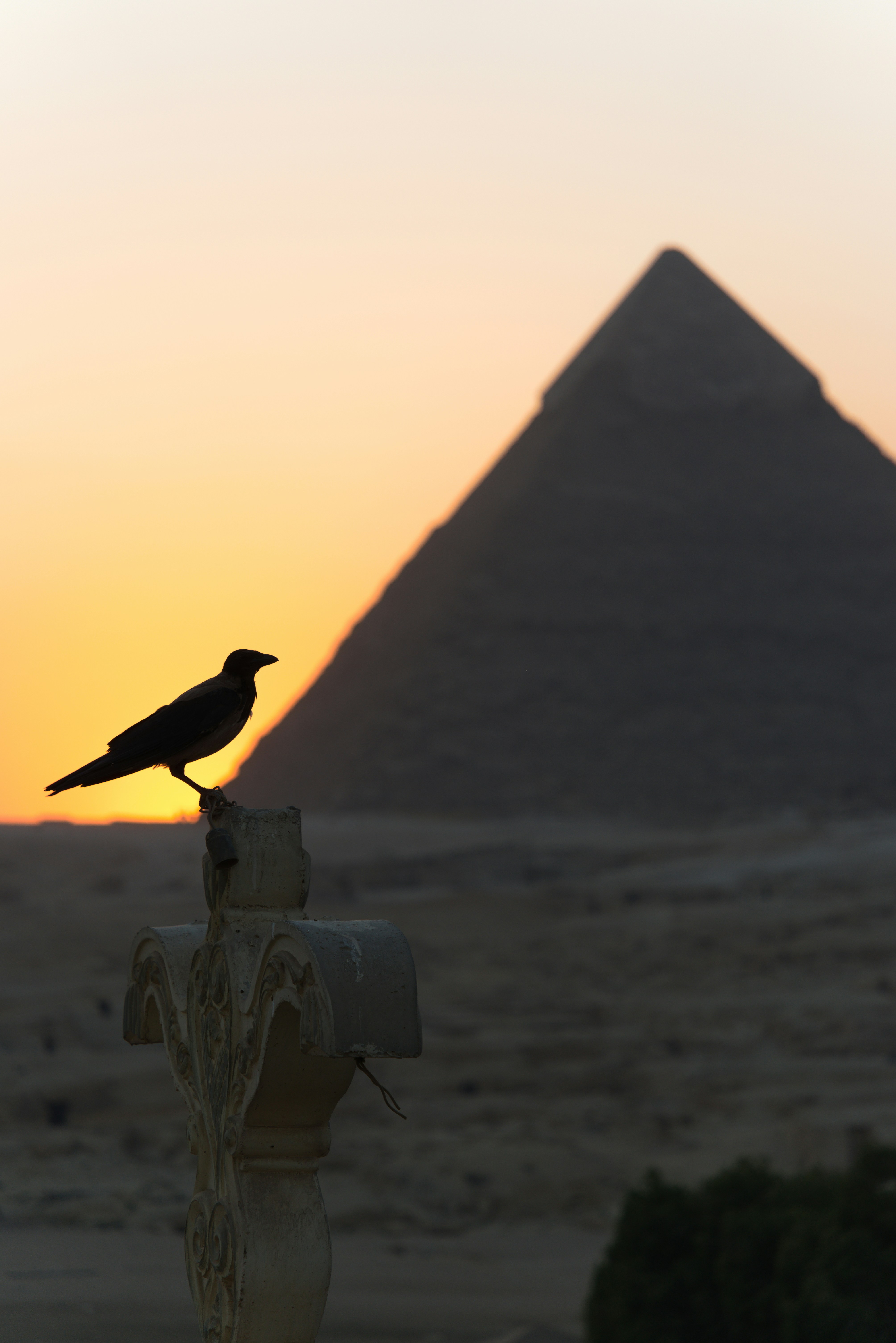 Silhouetted Raven perches against the Great Pyramid at sunset