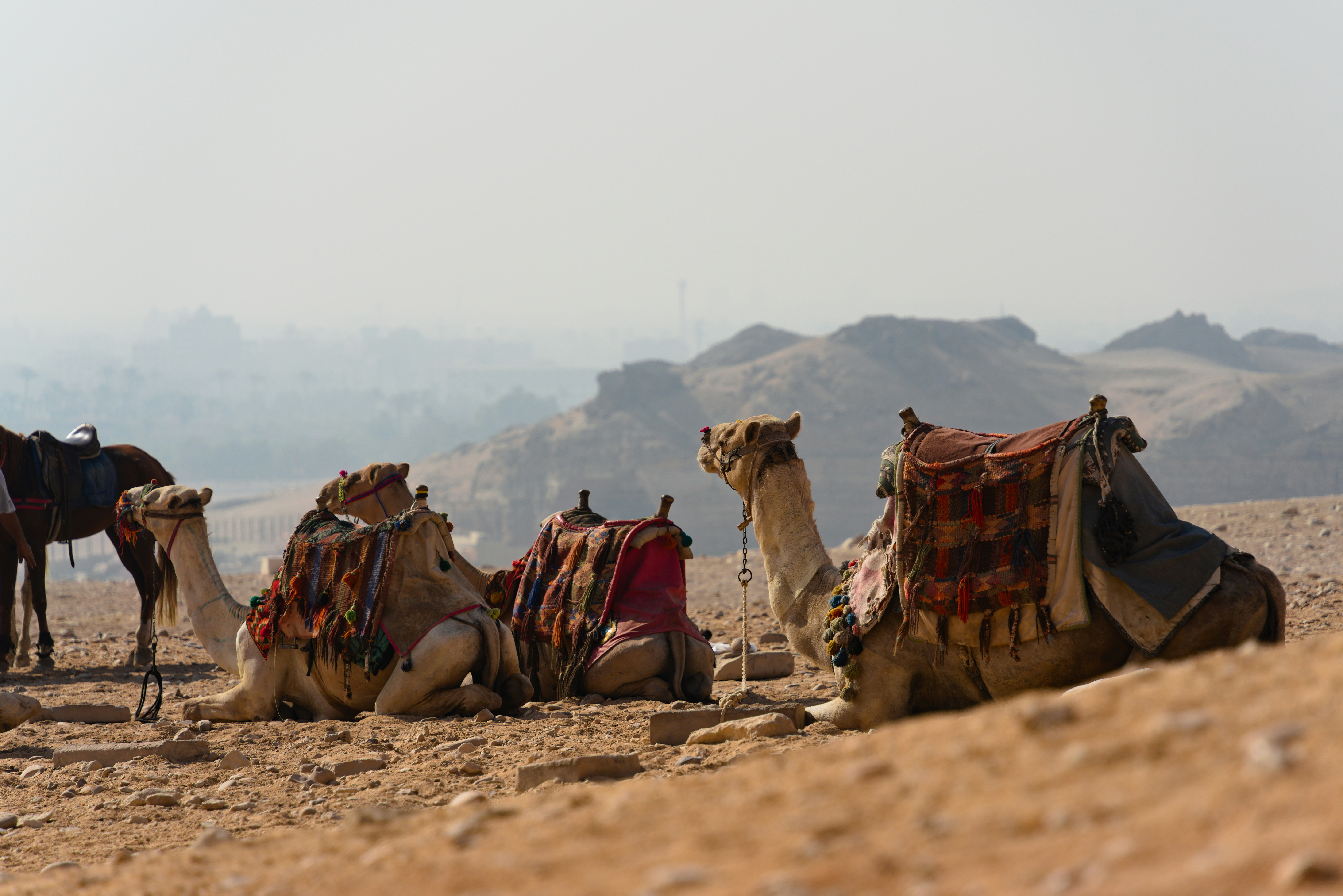 Desert Caravan: Camels Rest Under a Pale Sky