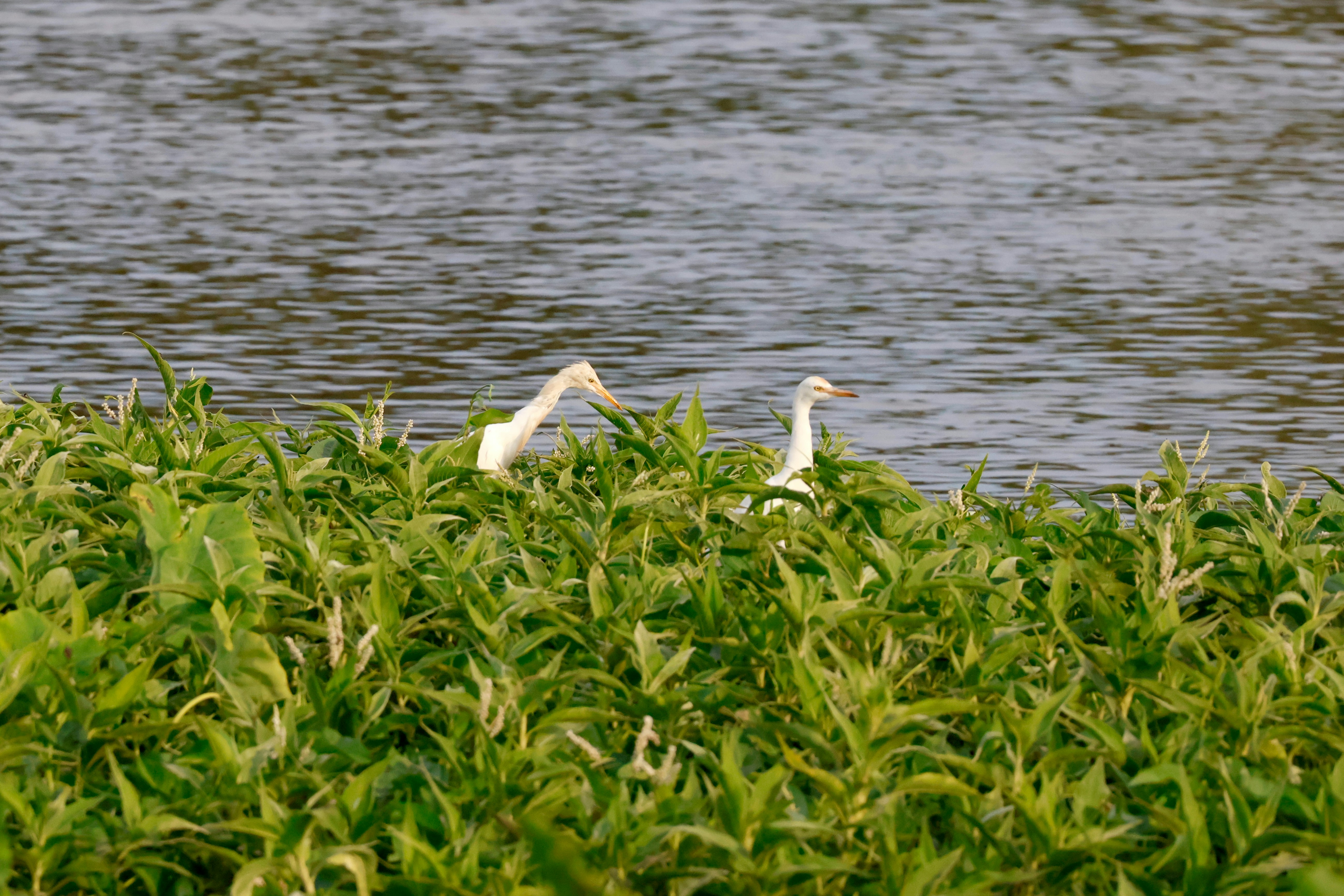 Two Herons Rise From the Emerald Margin