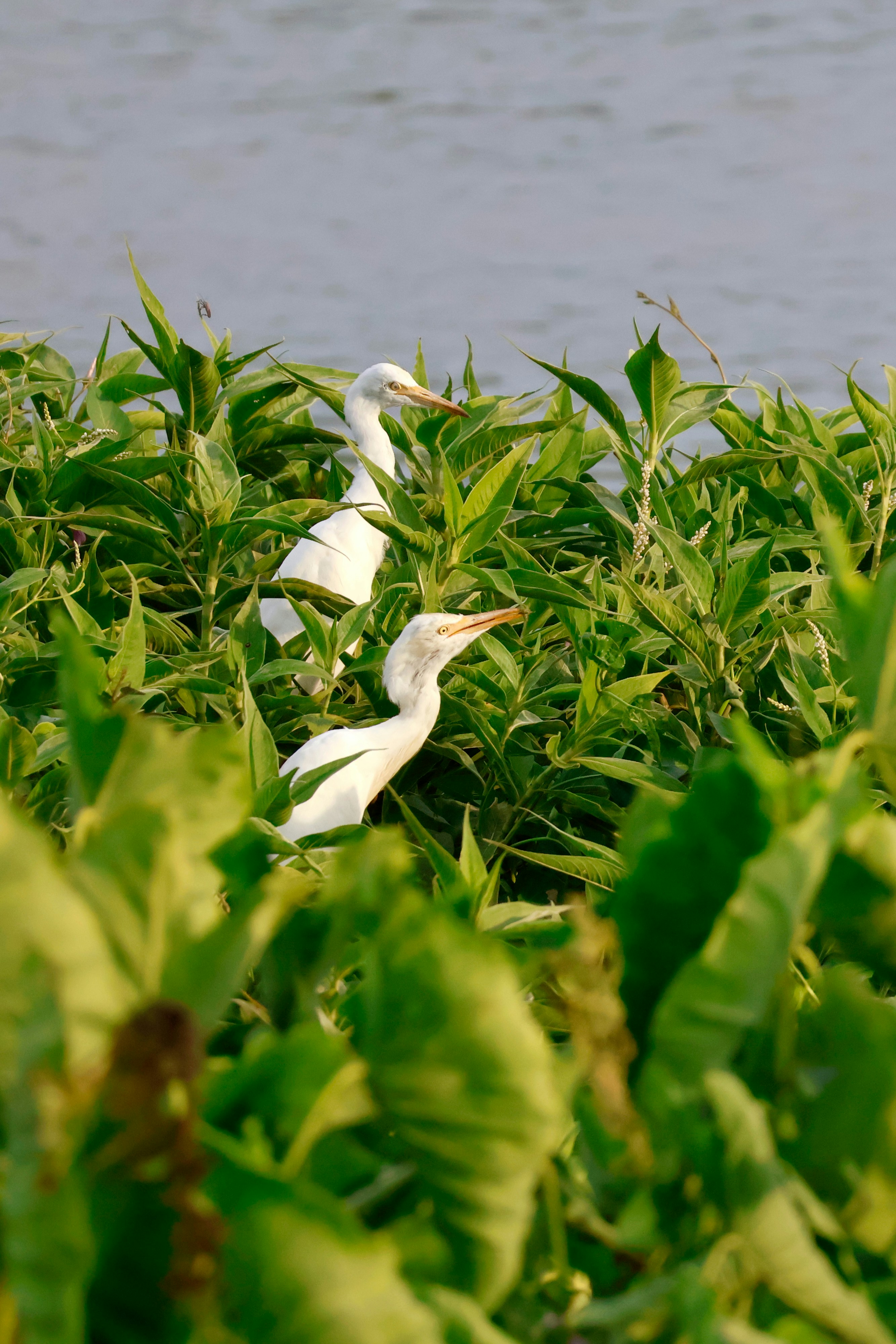 Two Egret Sentinels Amid Marsh Greenery