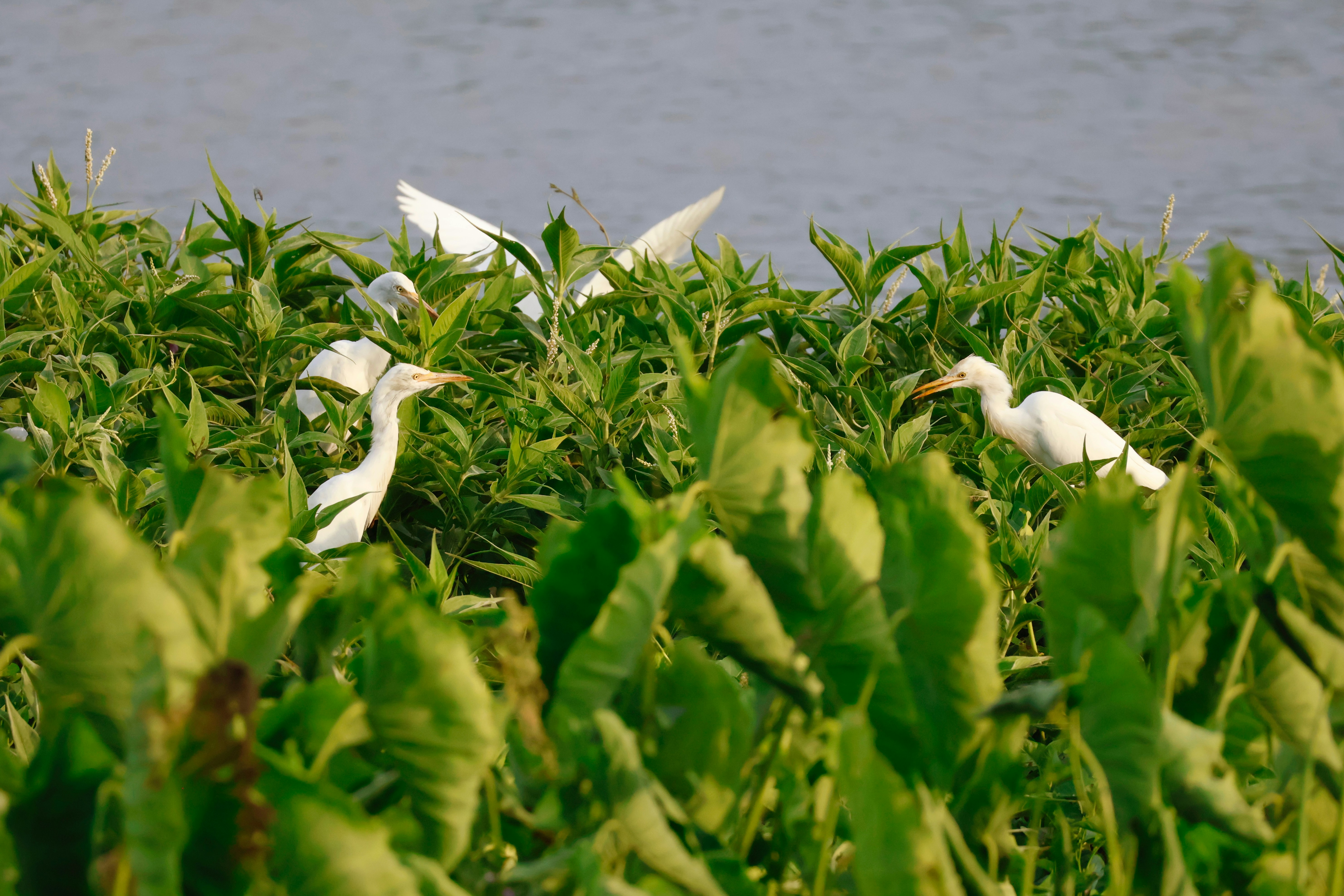 Herons in the Reeds: White Shapes Against Green Rush