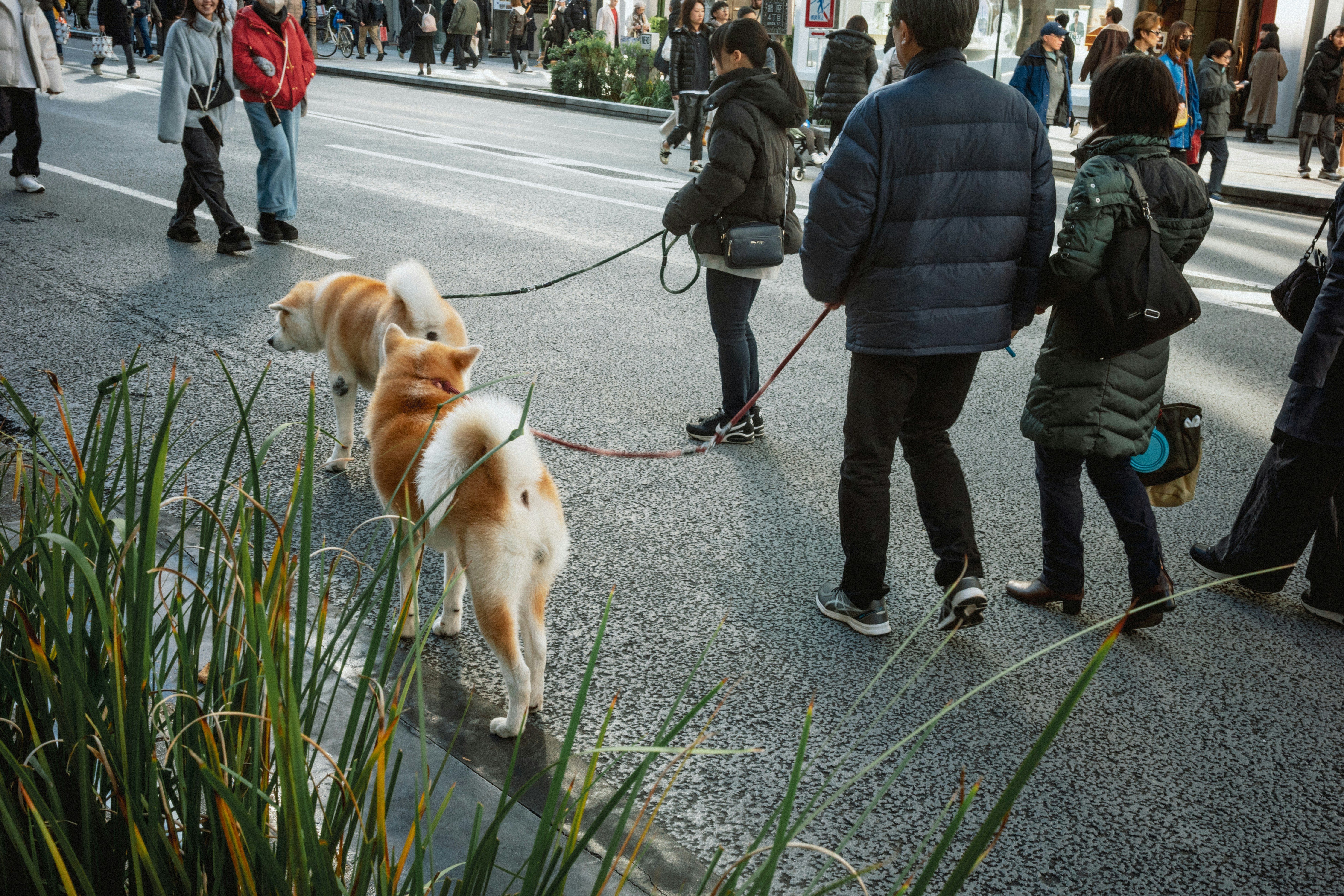 Shiba in the City: A Leashed Morning by the Pavement Garden