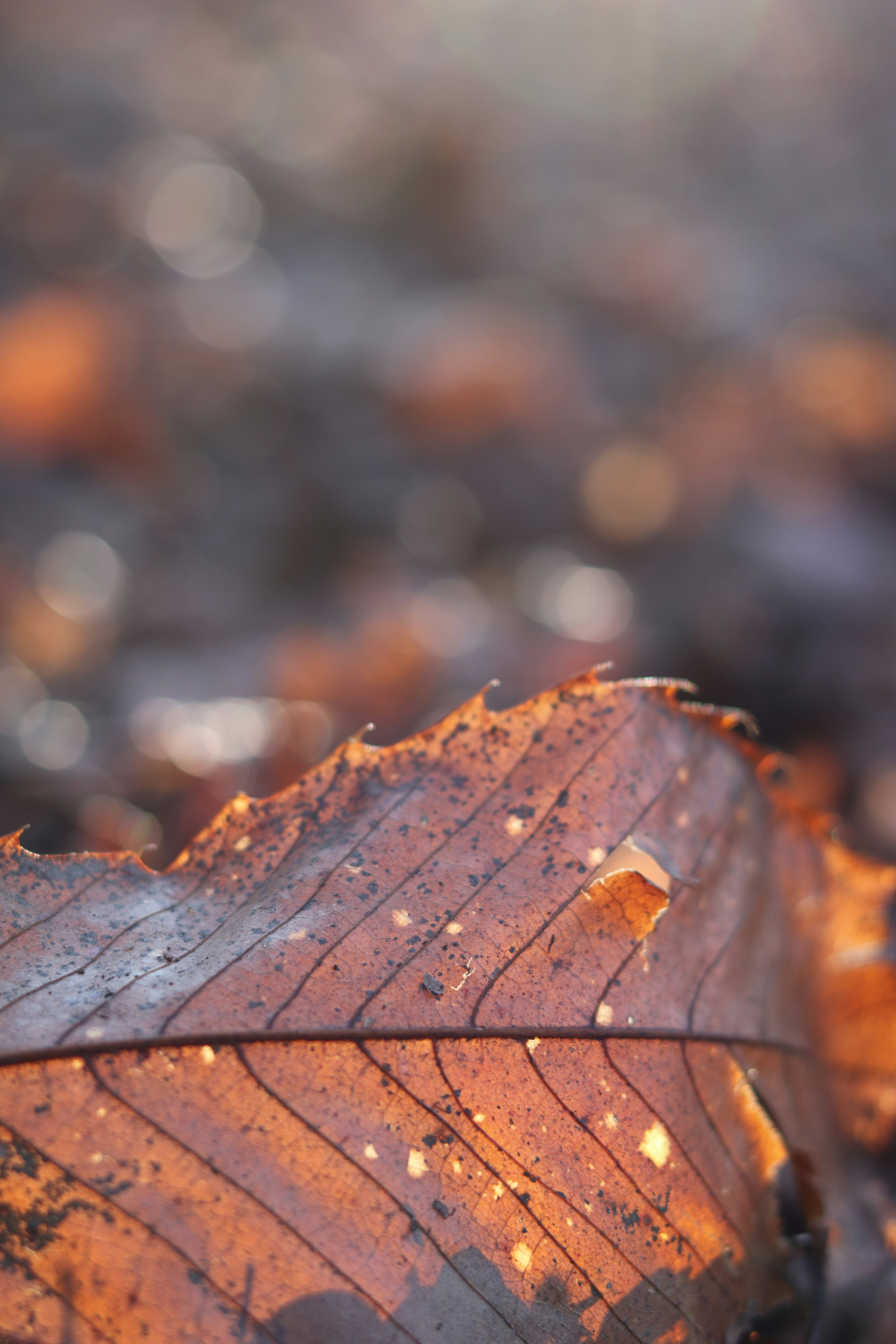 Autumn Leaf Close-Up: Texture and Glow on a Frosty Edge