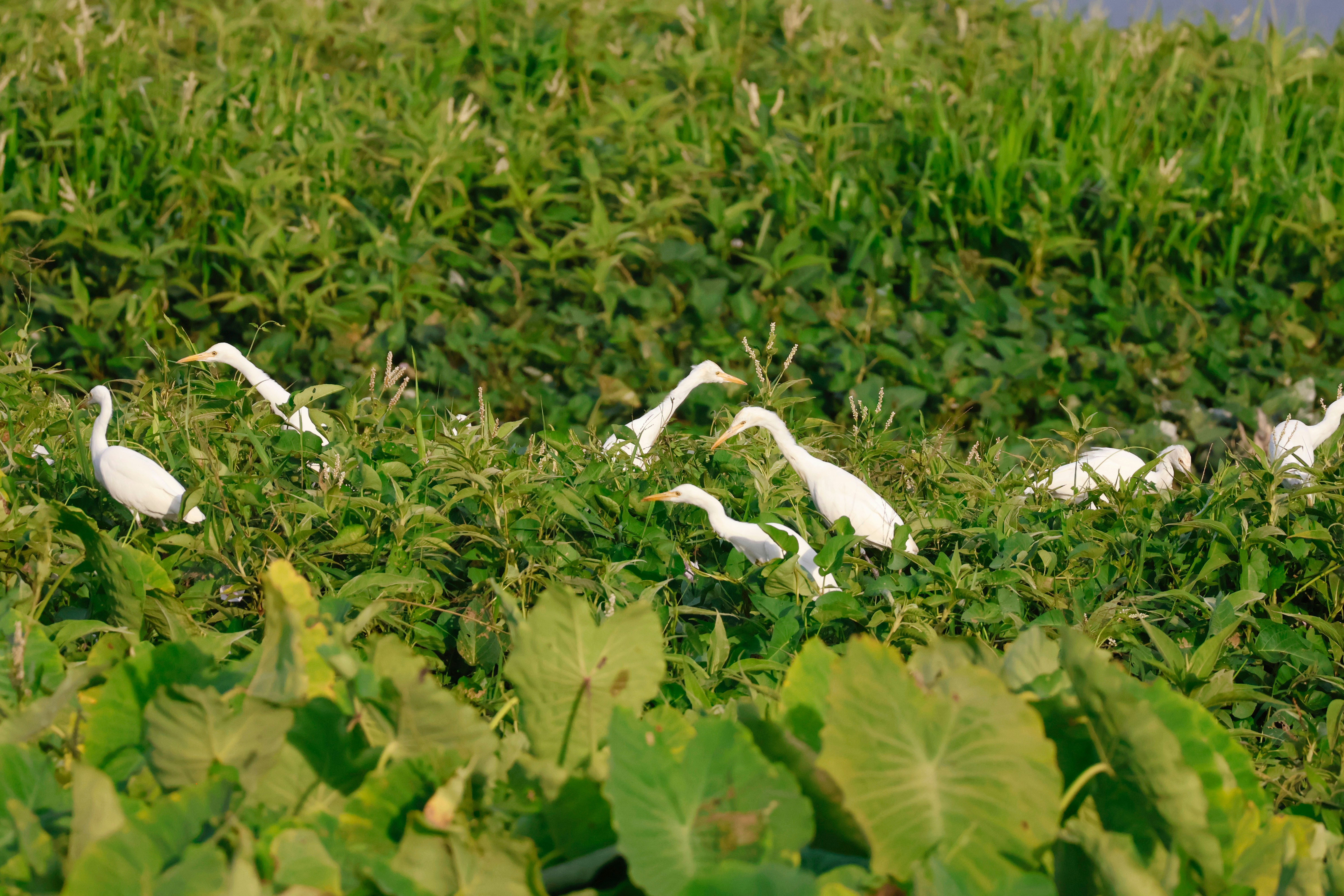 White Herons Amid Green Canopy