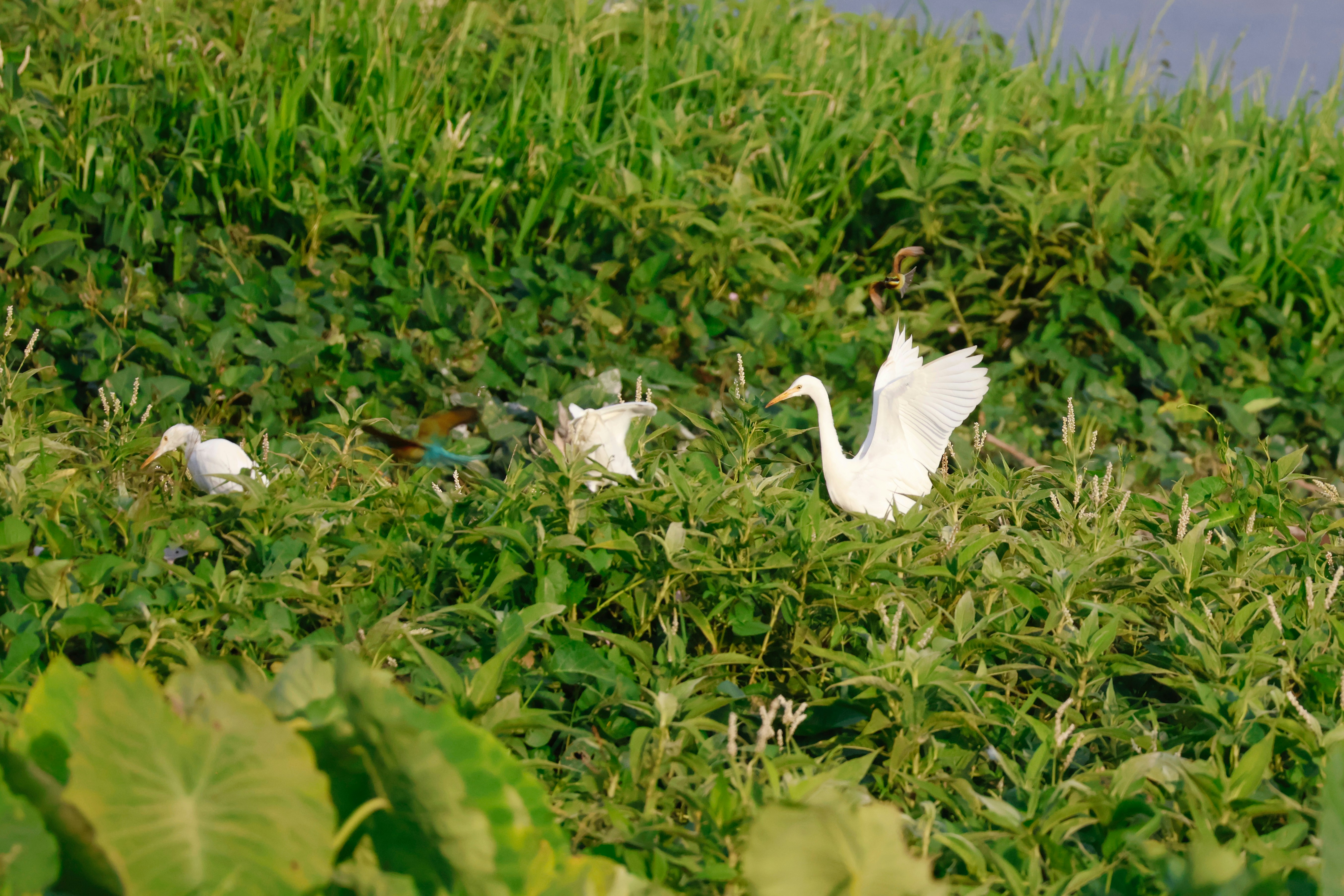 White heron ascending above the marsh of green foliage