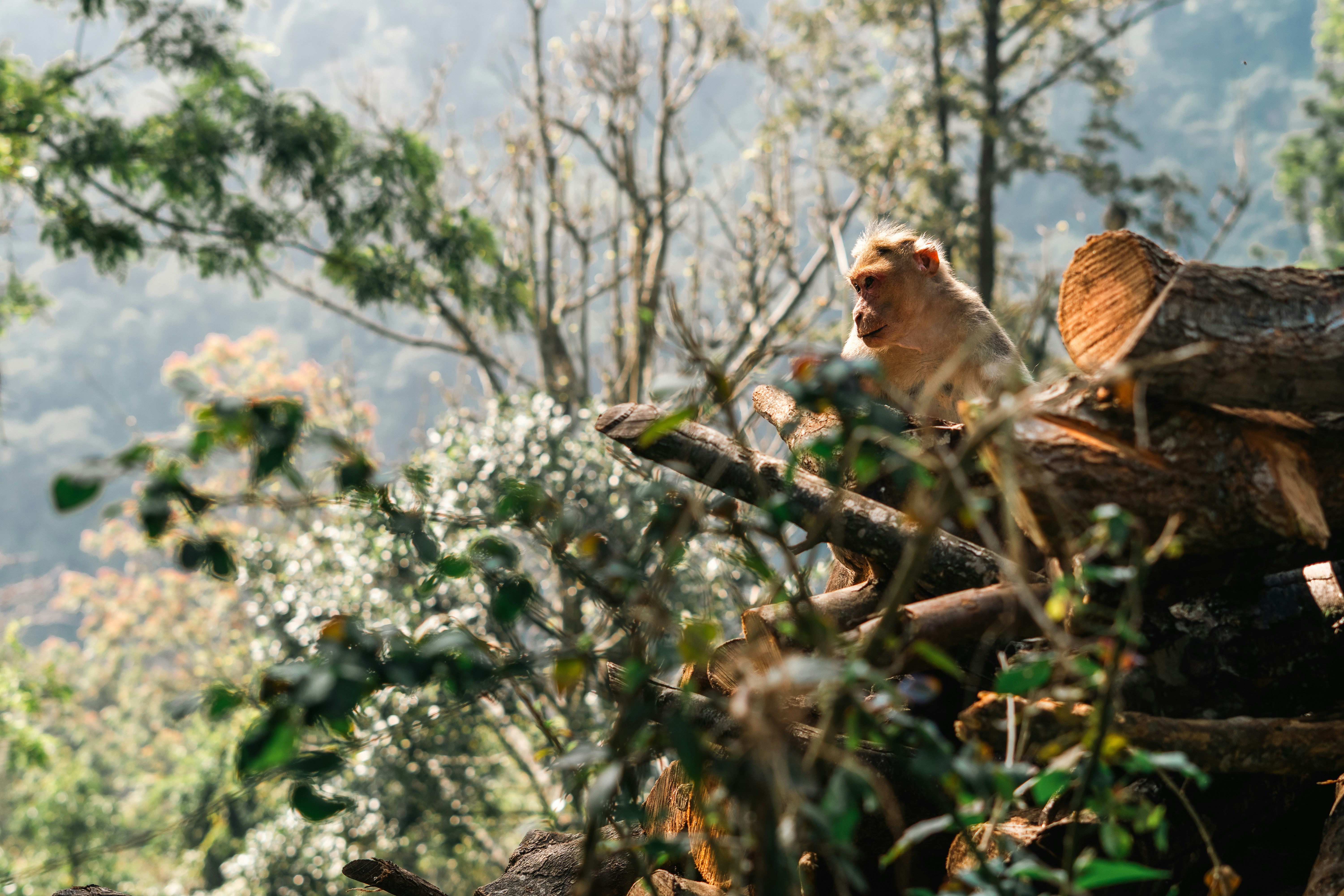 Monkey Sentinel on a Log-Woven Perch