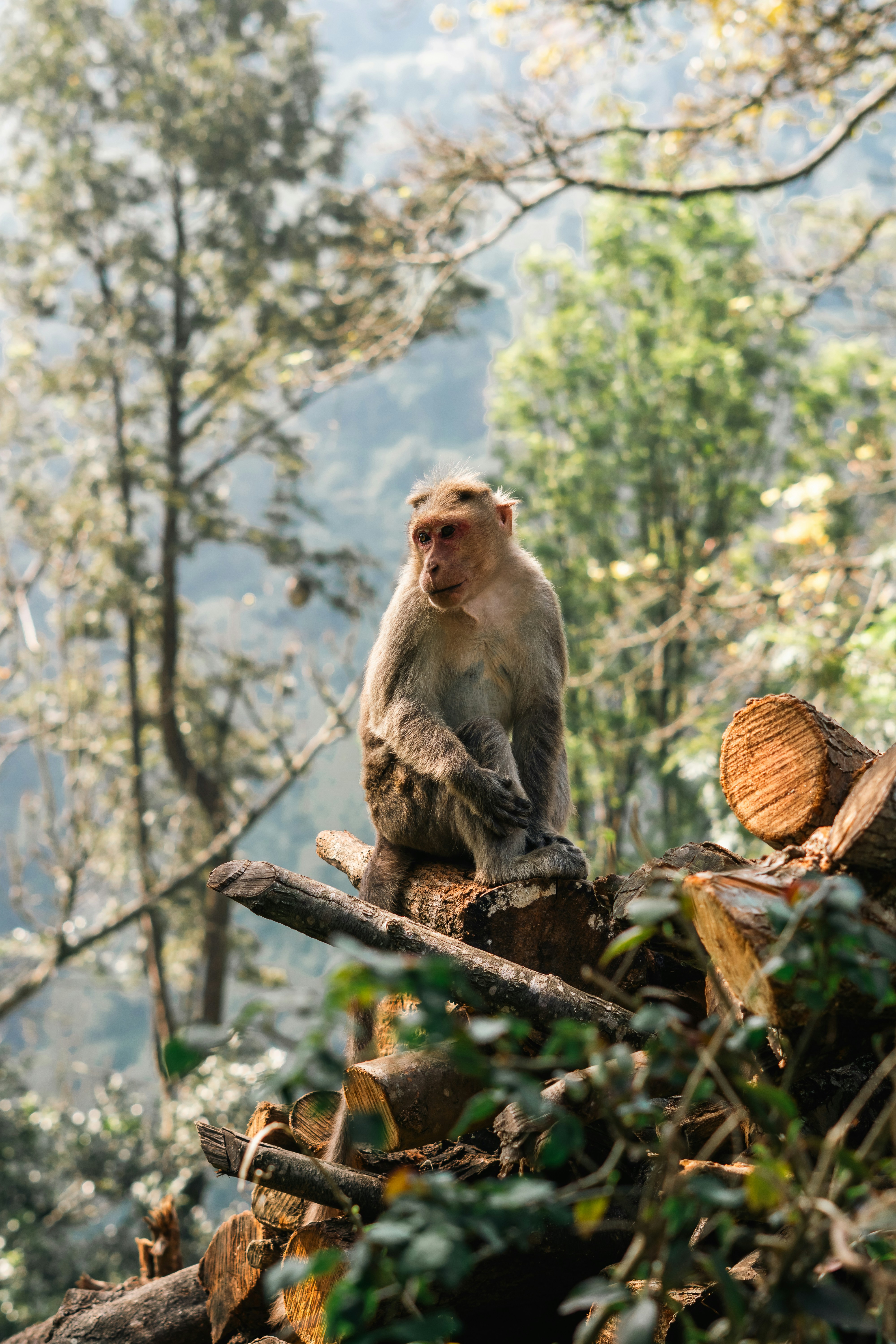 Primed on the Post: A Curious Monkey Watches from a Log Perch