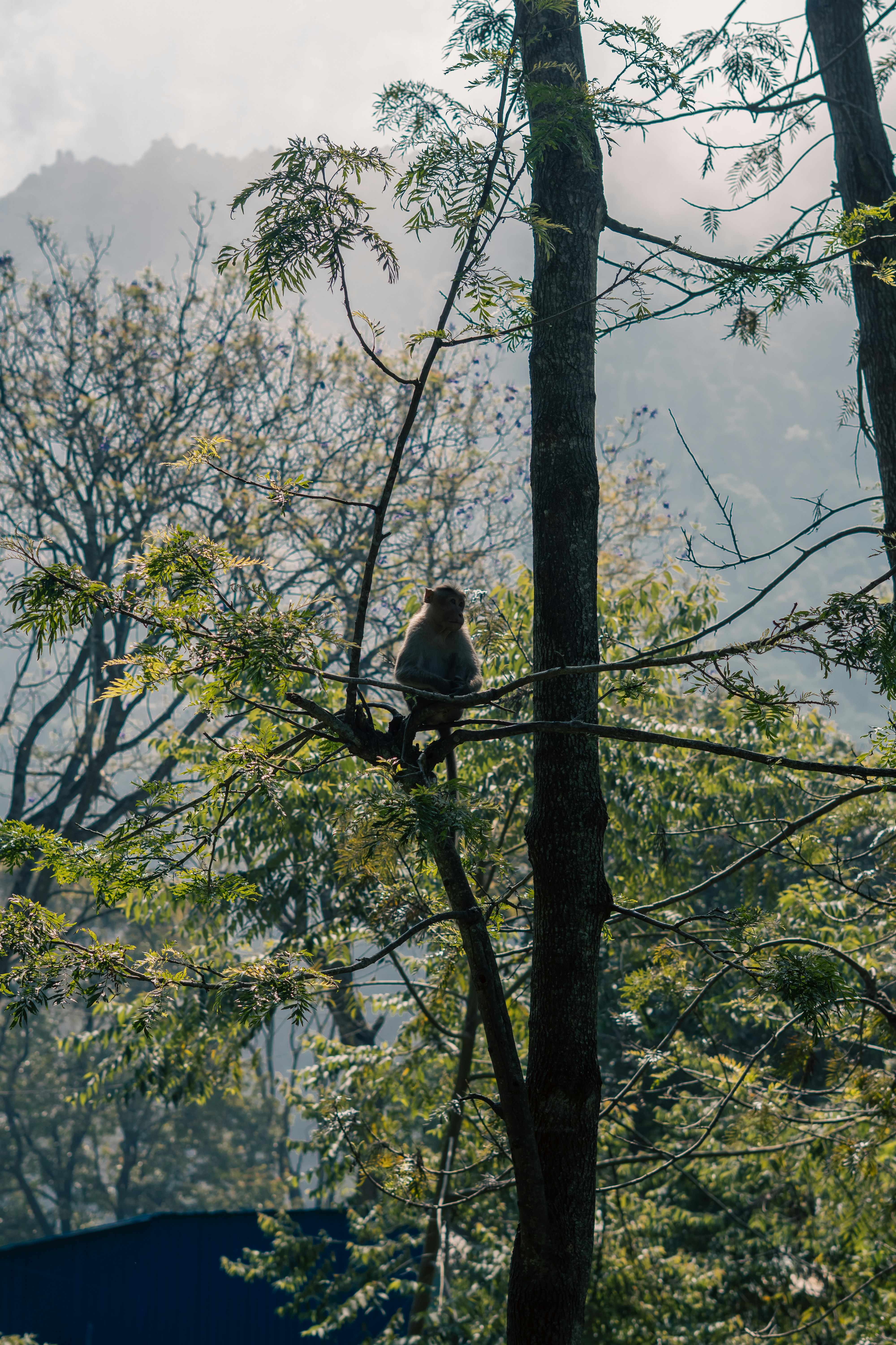 A solitary gibbon in a sun-dappled canopy