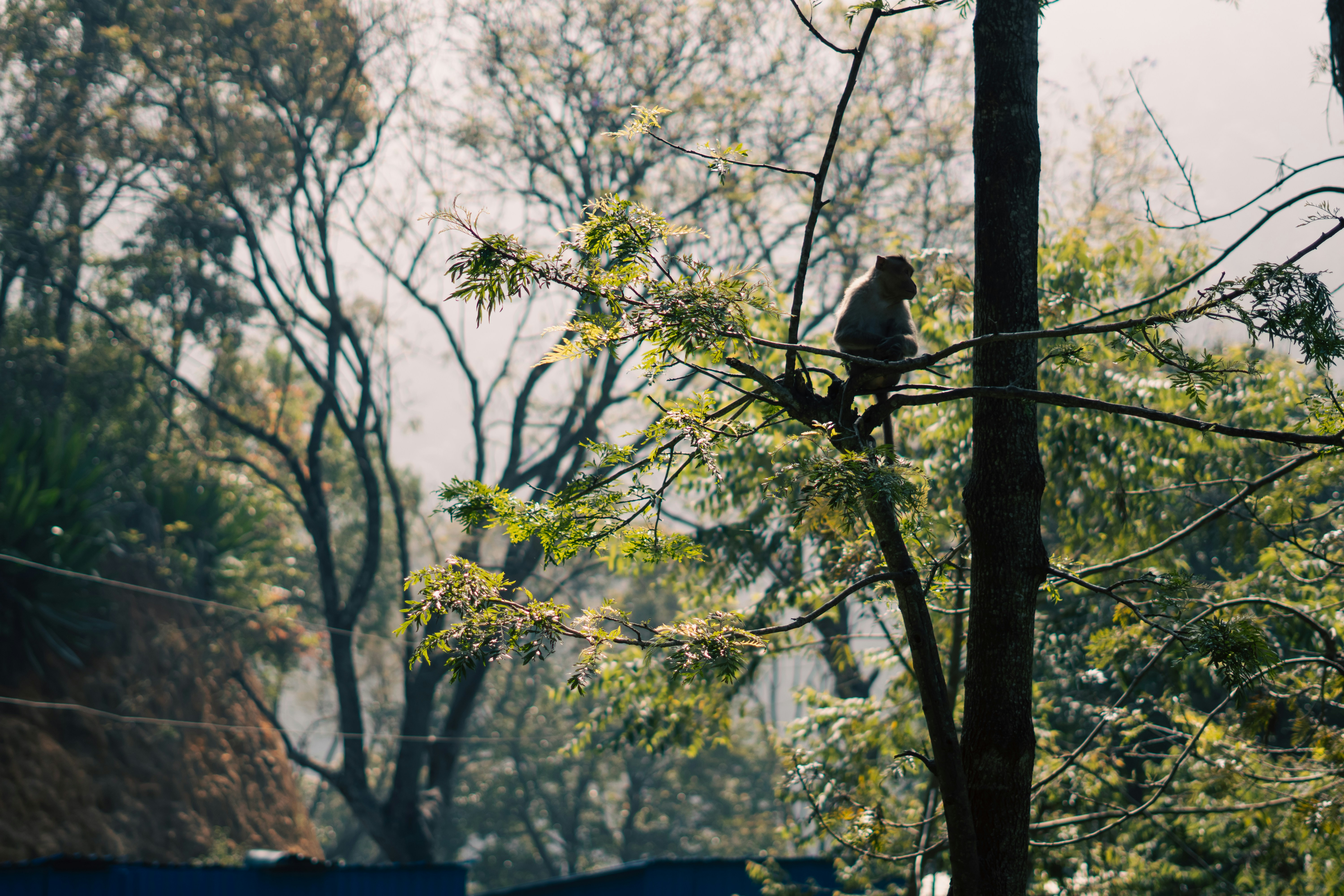 A lone monkey perched among sunlit branches