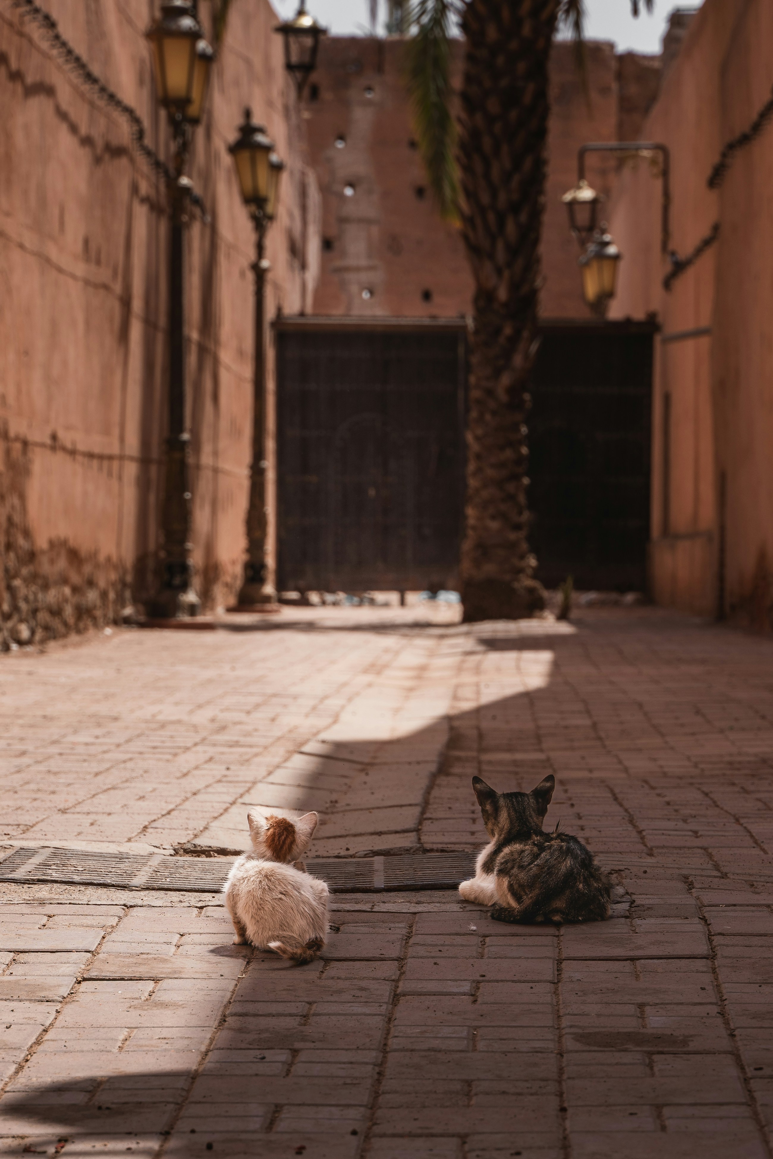 Two street cats resting under warm shade in sunlit alley
