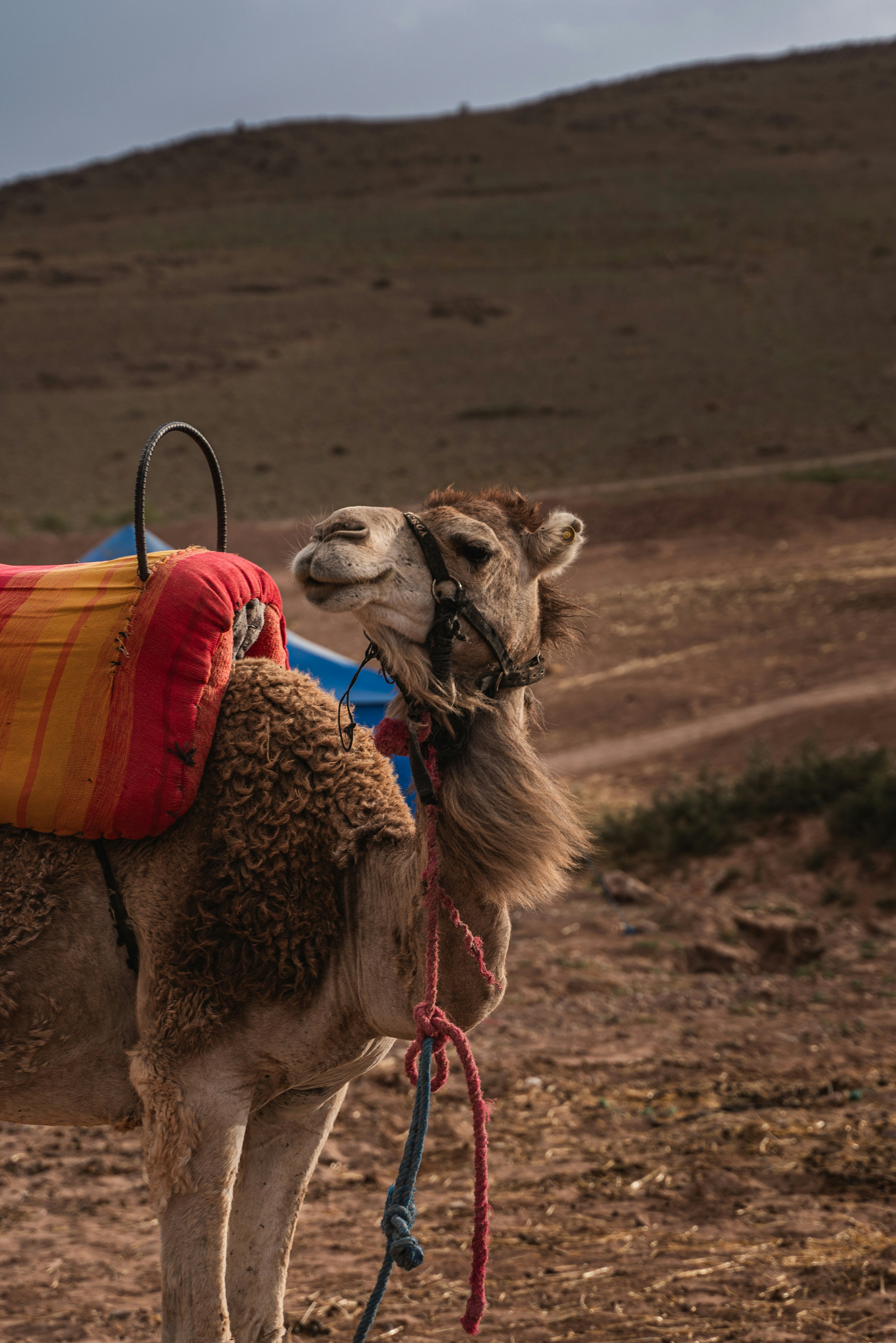 A Llama's Quiet Journey Through a Desert Patch