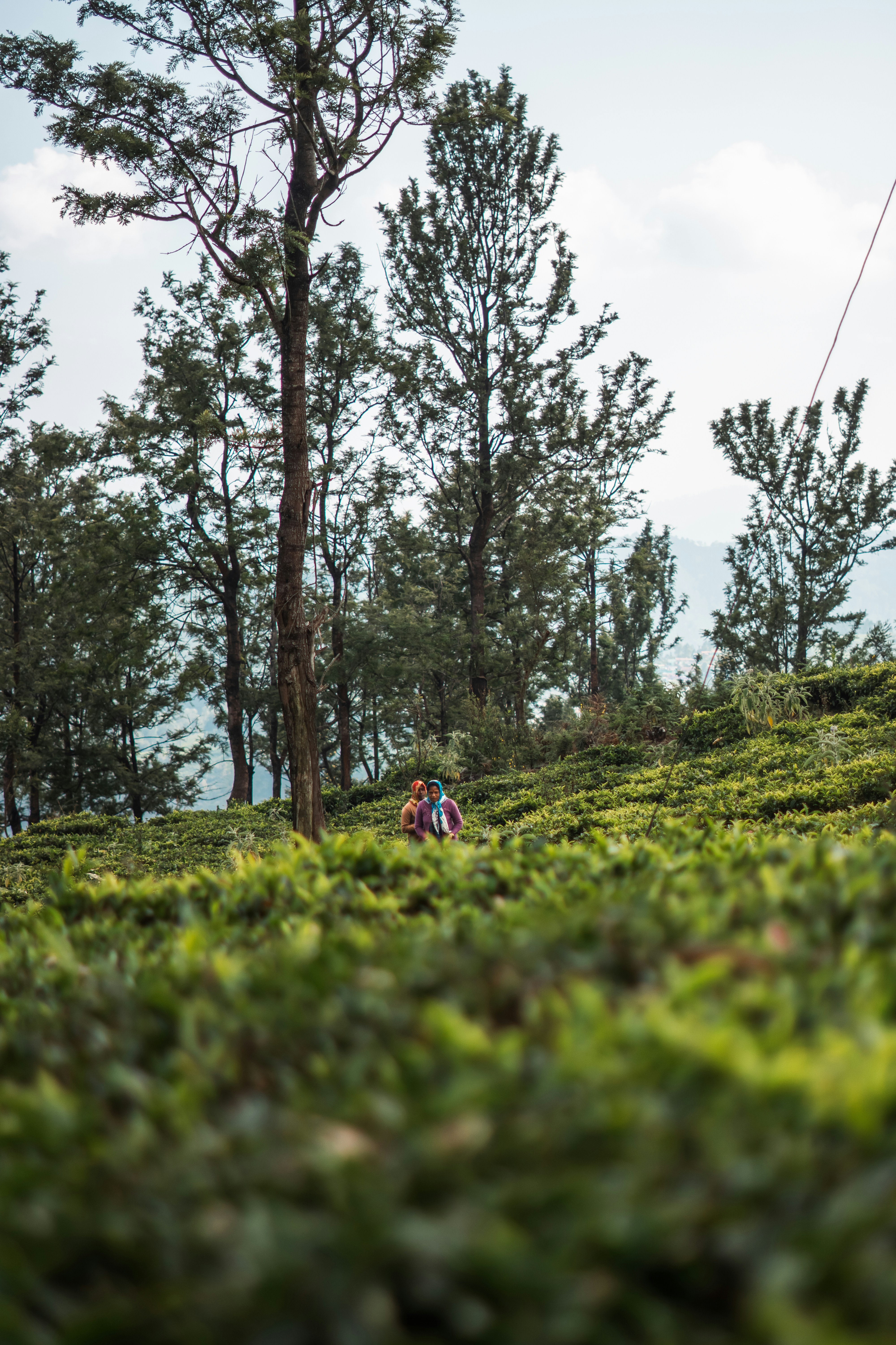 Hidden Pair in the Tea Fields