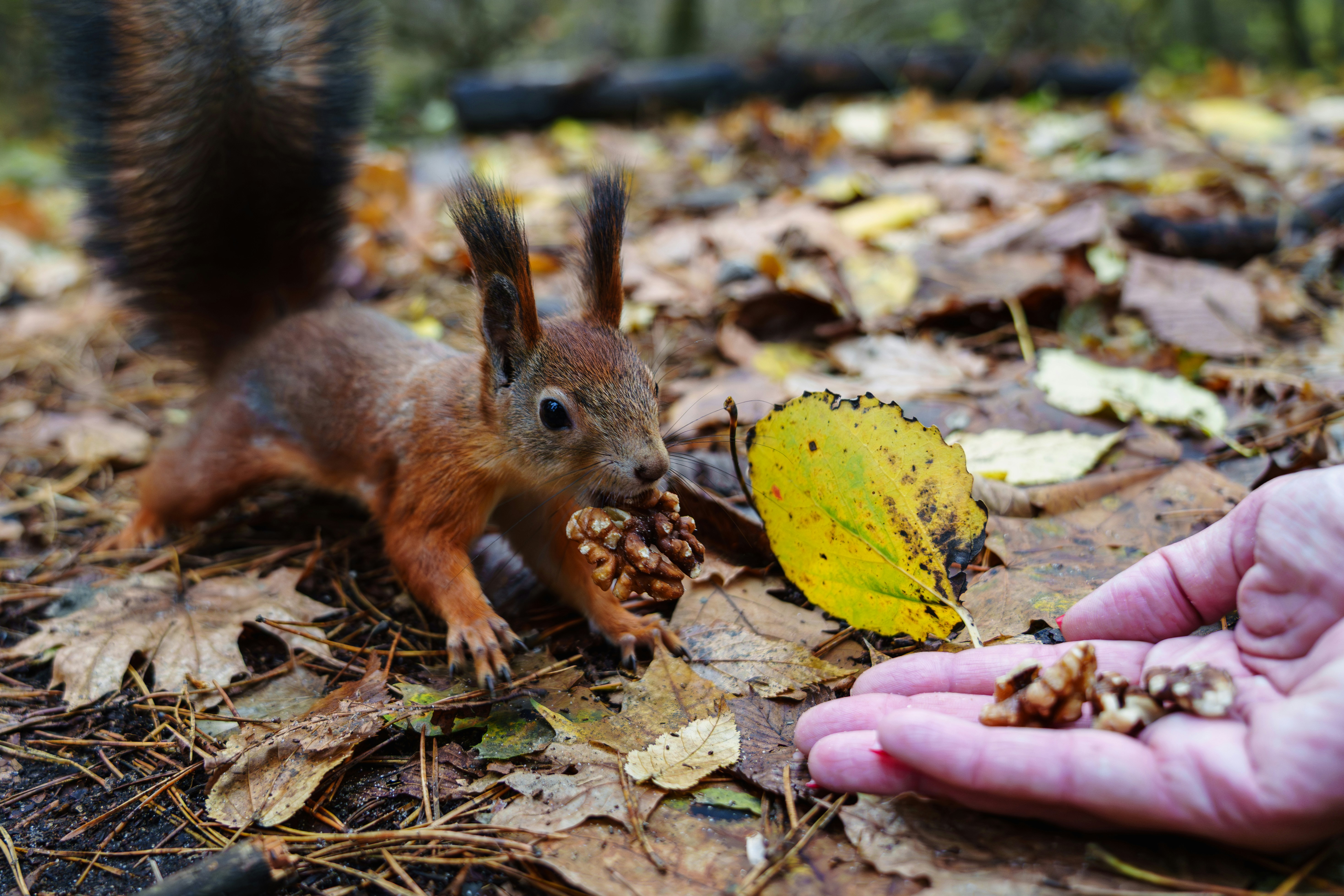 Squirrel and handfuls of nuts under autumn leaves