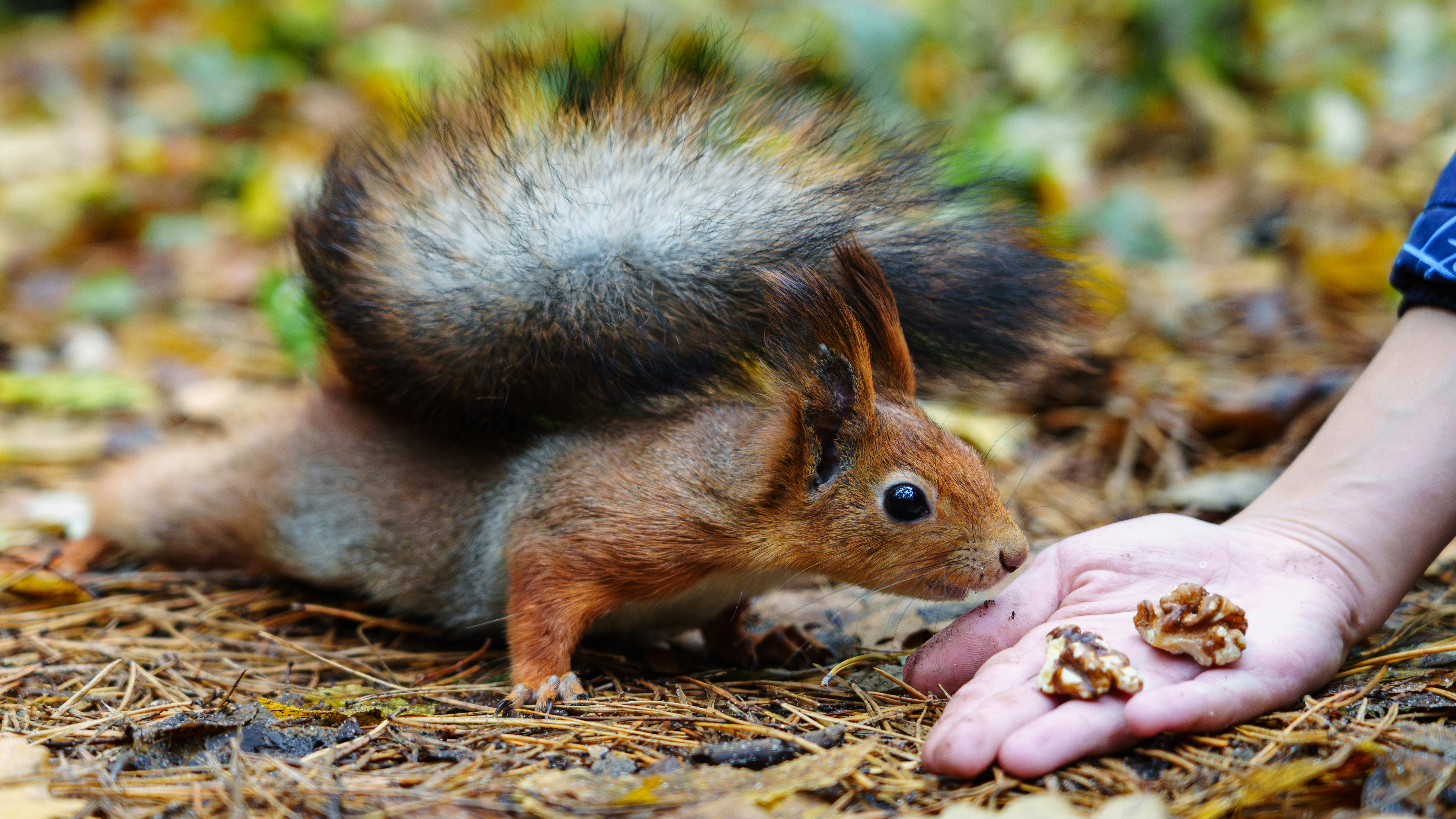 Curious Squirrel Meets Handfuls of Walnuts