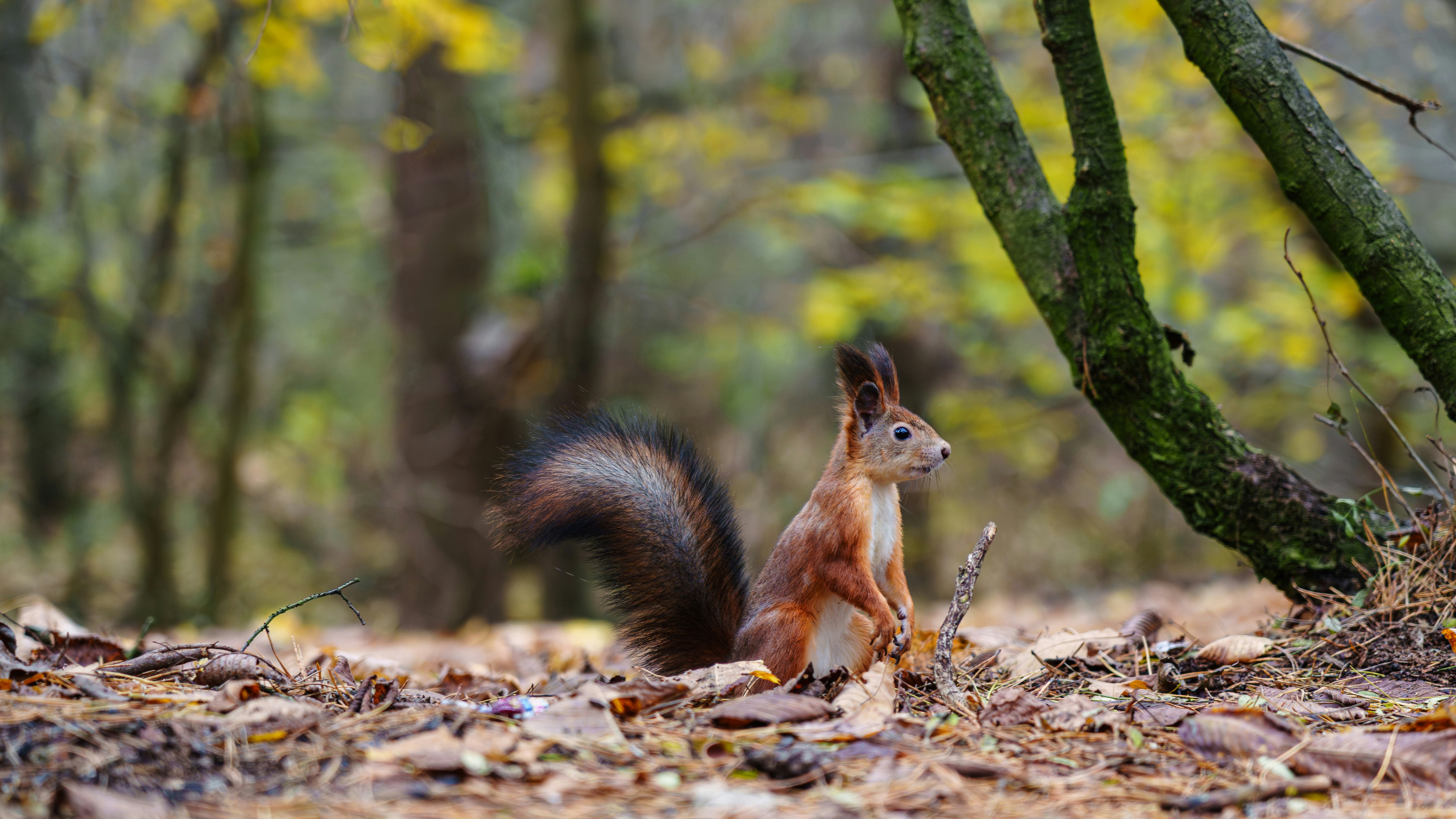 Autumn Squirrel Pause: A Red Tail Quiets the Forest Floor