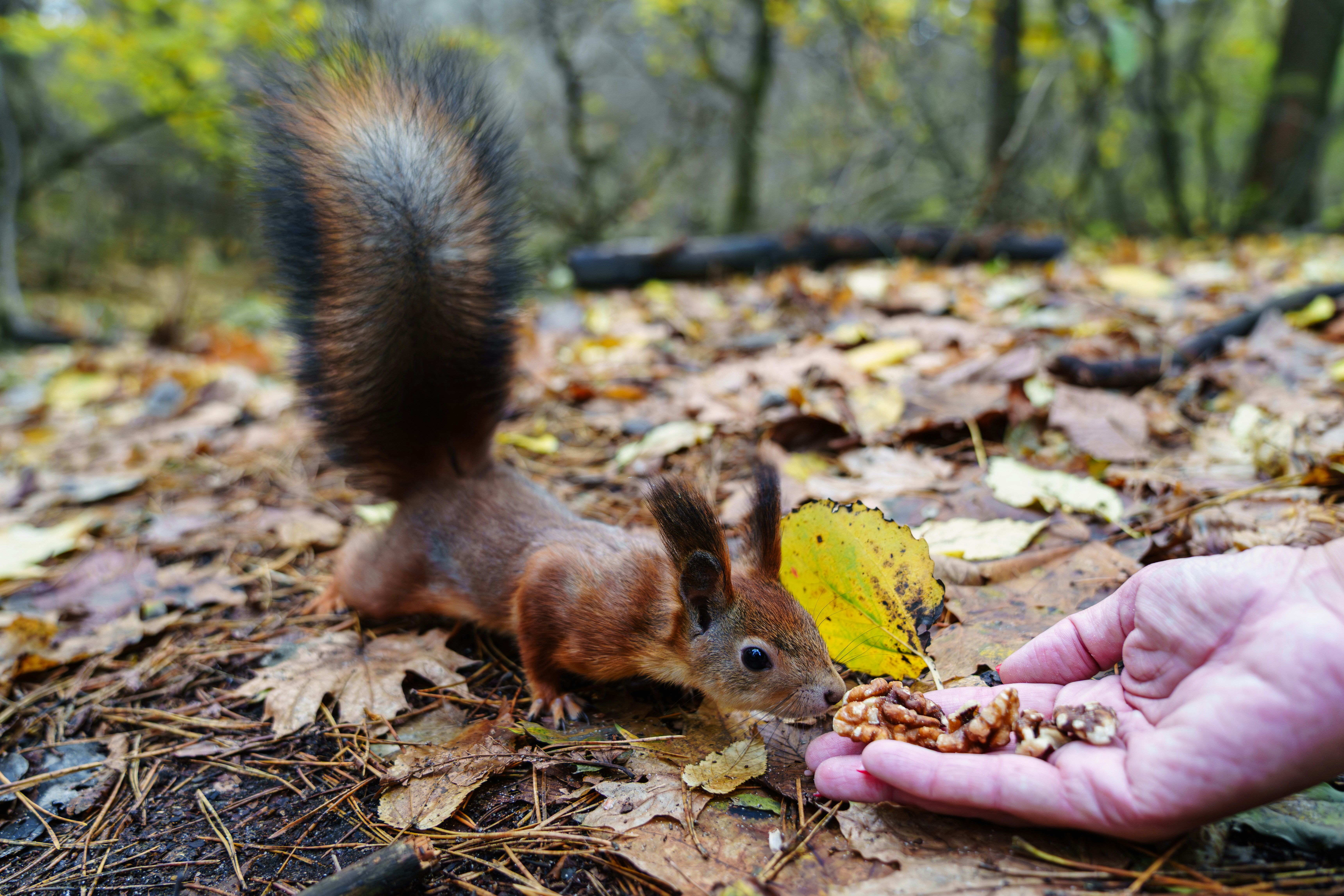 Feeding Moment: Squirrel Sits Ready Near Handful of Nuts