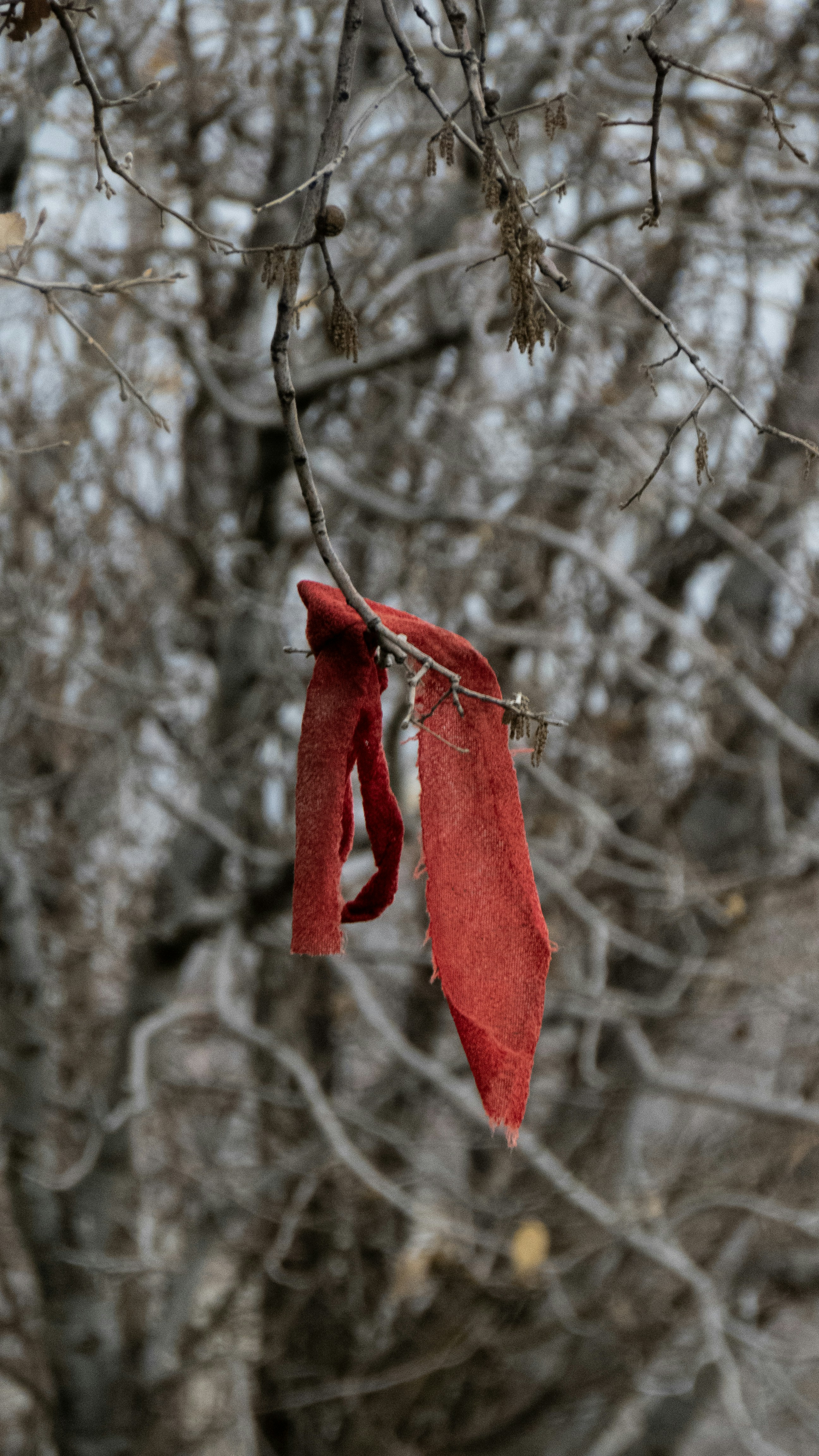 Red Ribbon of Autumn: A Sparse Branch with a Vivid Scarlet Leaf