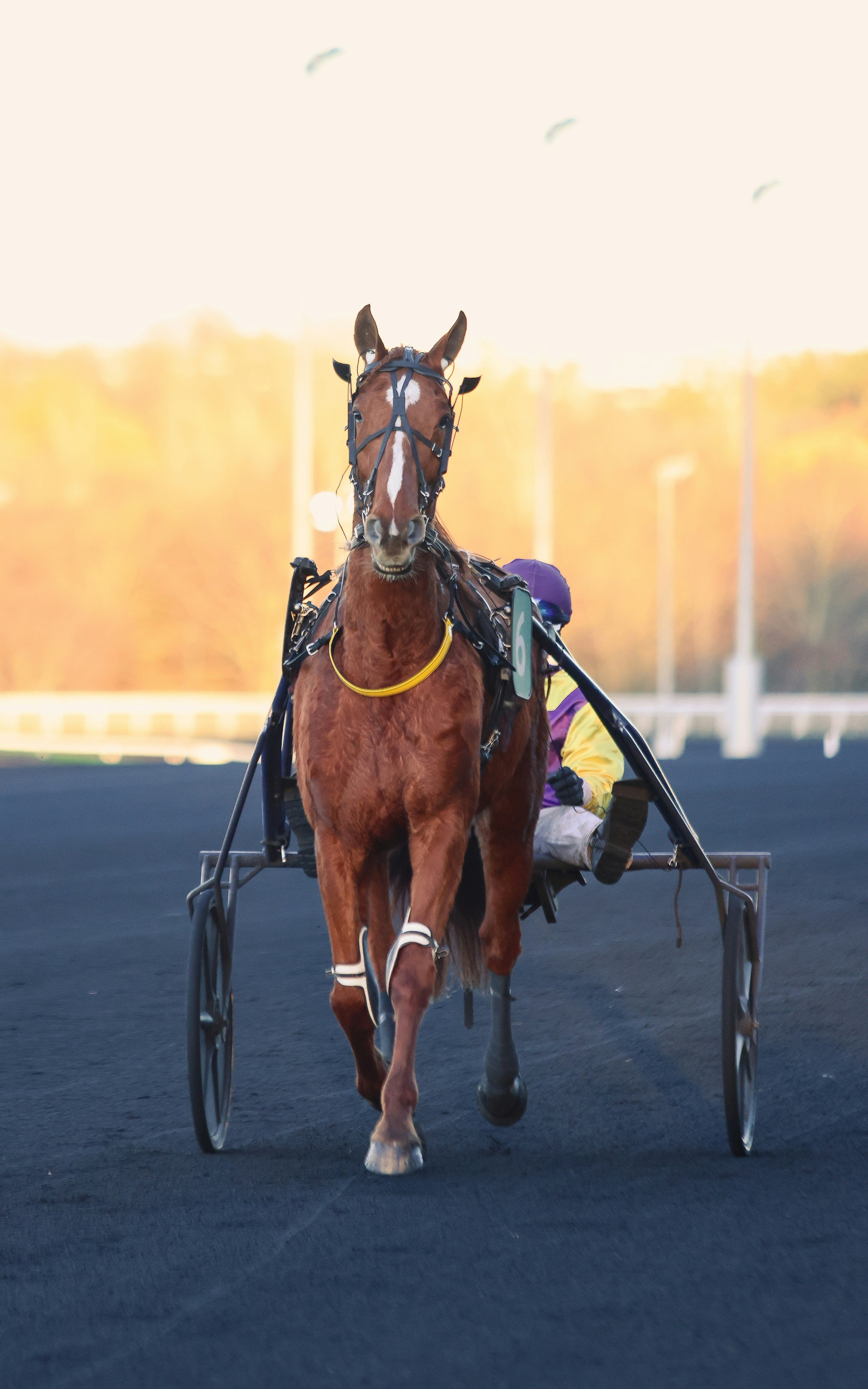 Chestnut Thoroughbred in Harness Displaying Forward Focus Under Evening Light