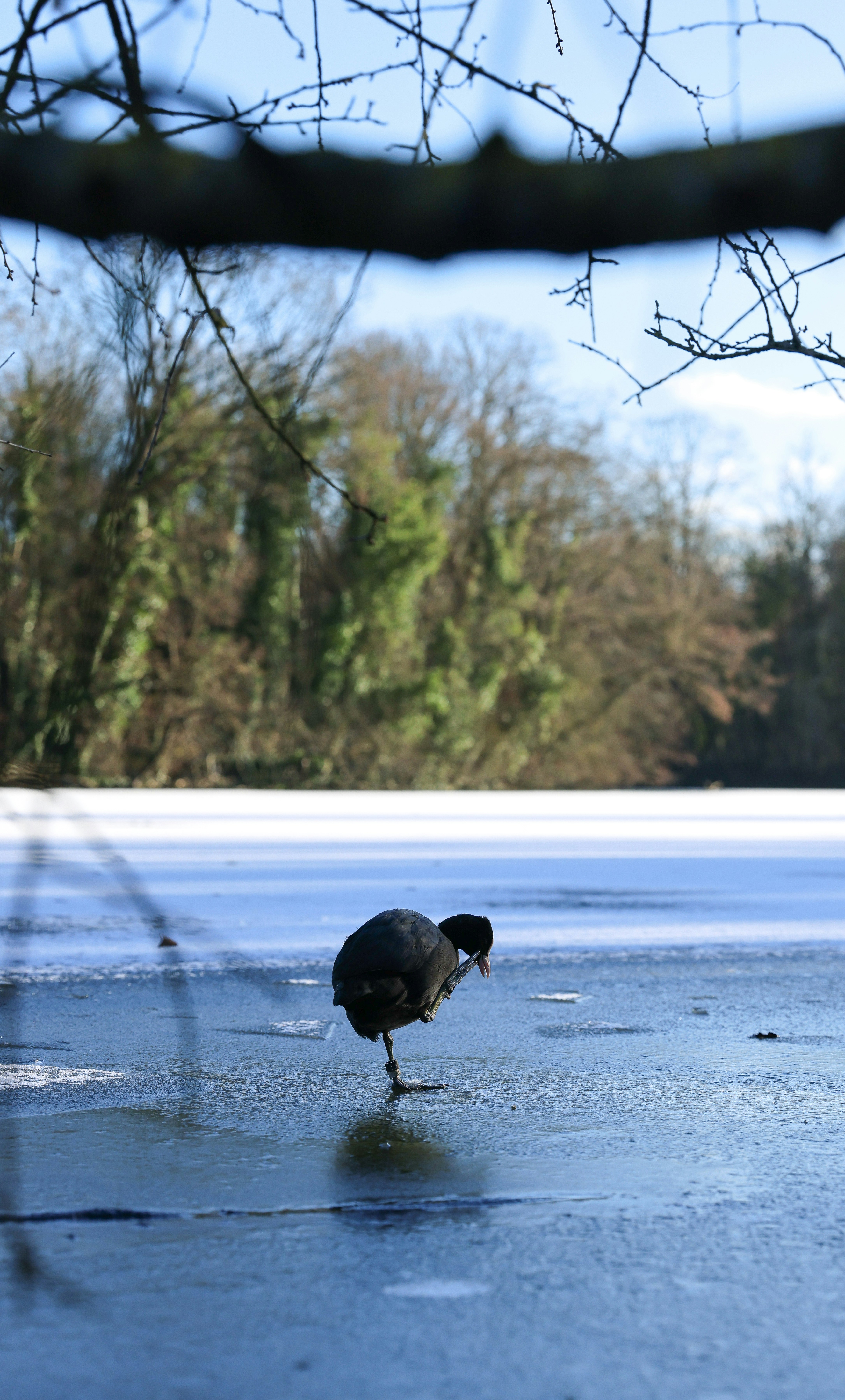 A solitary crane on a wintry glaze under bare branches