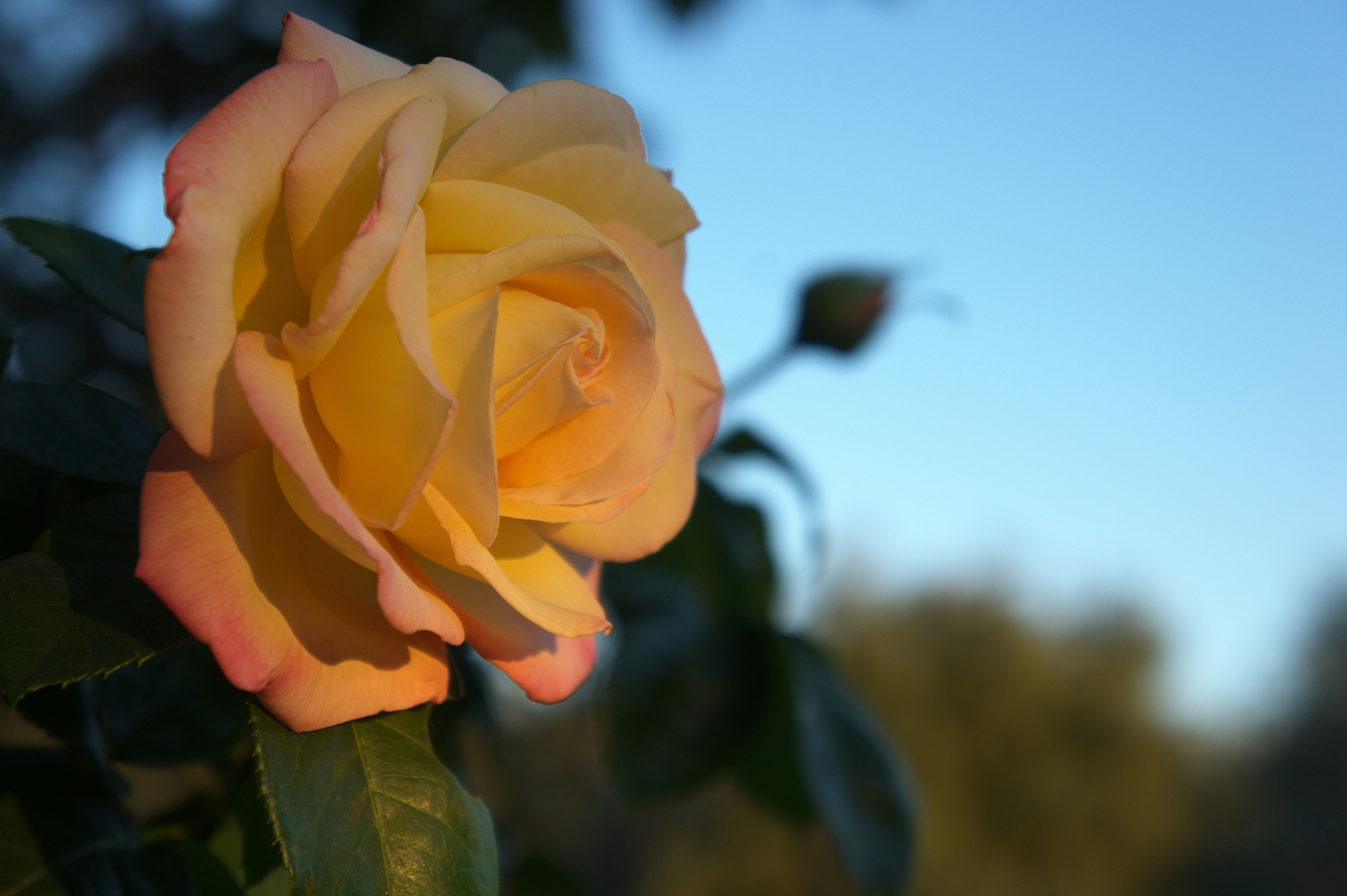 Close-Up Rose in Soft Afternoon Light