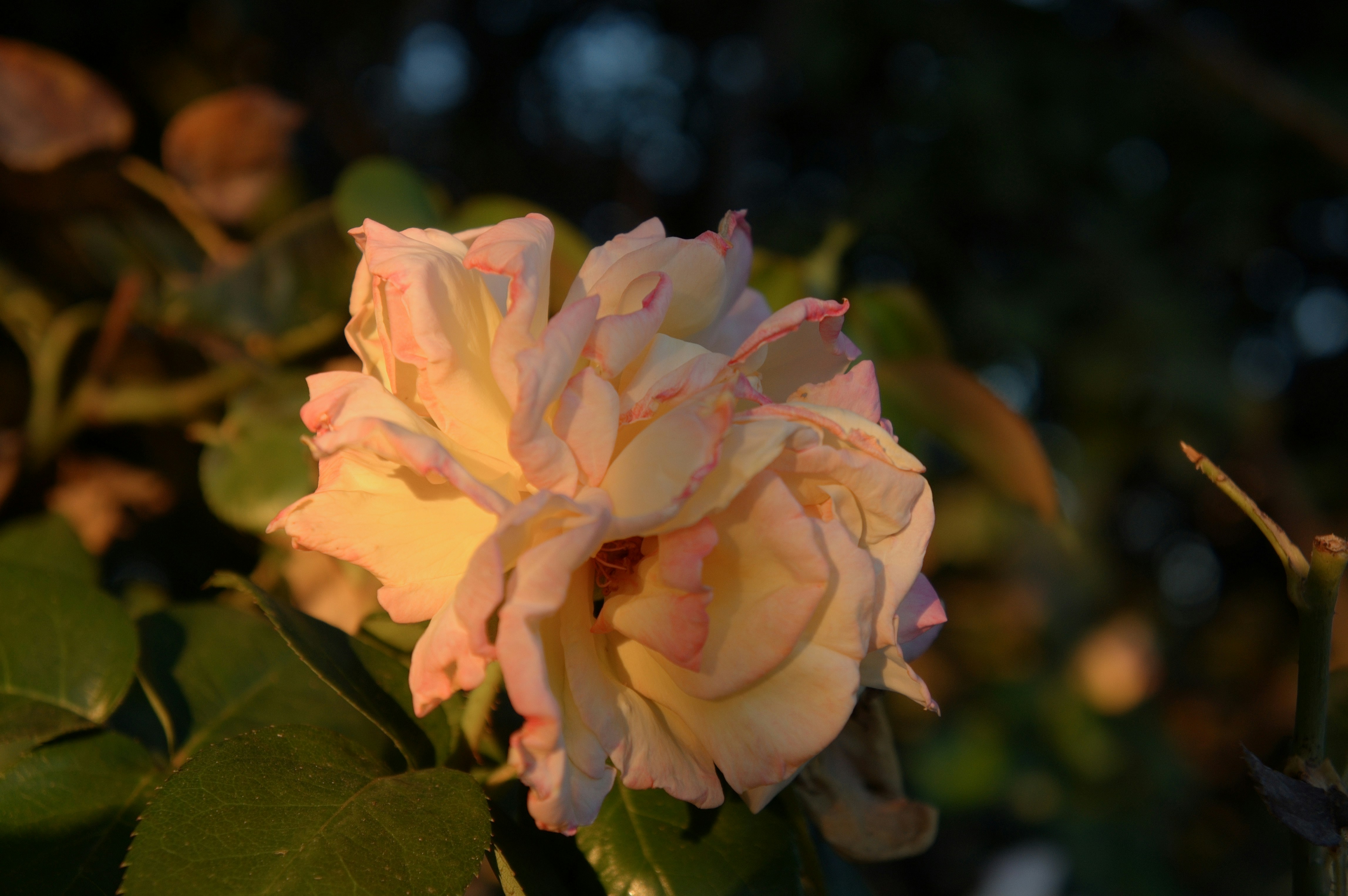 Soft Pink Rose in Evening Light