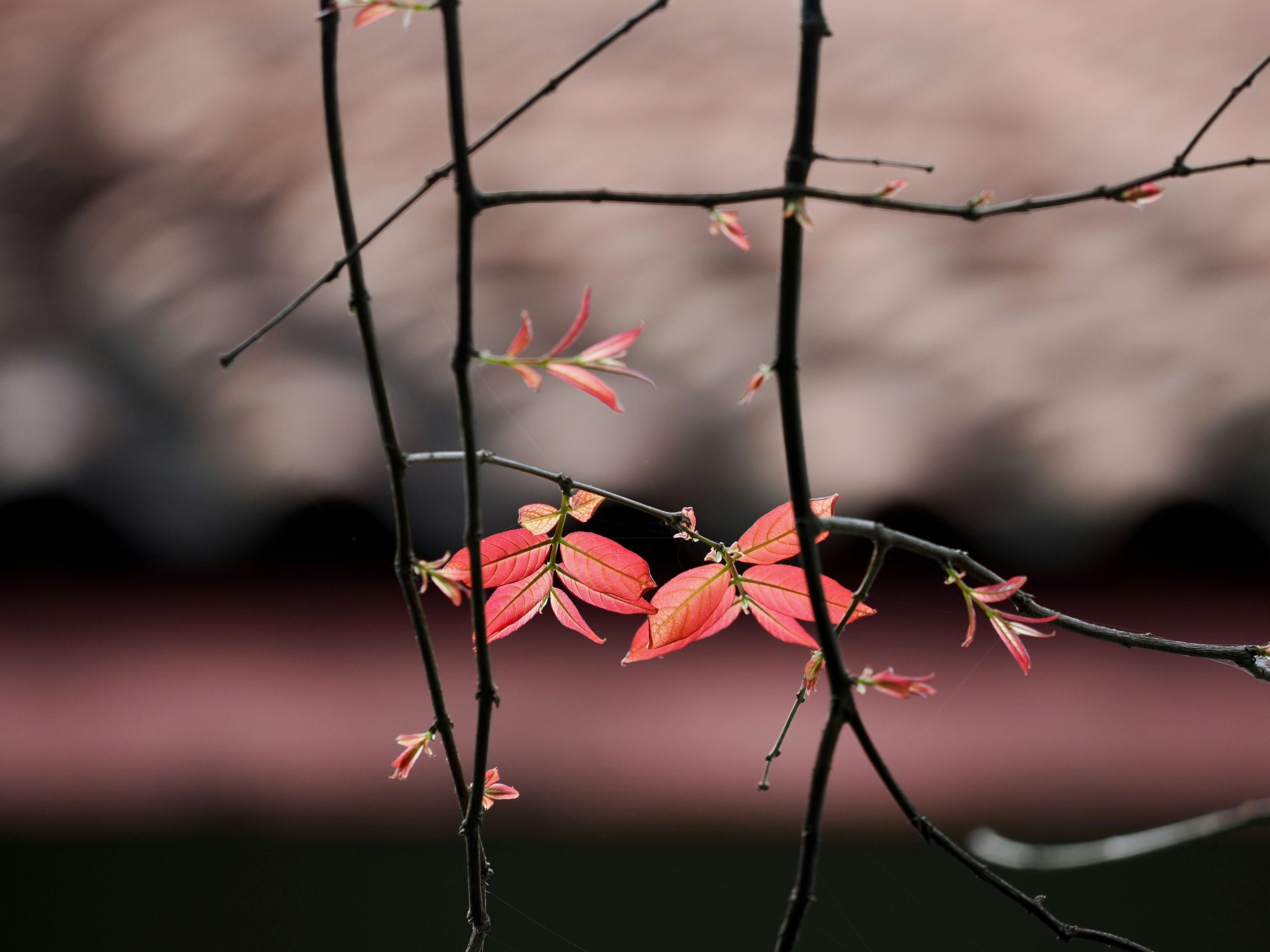 Crimson Vines: Delicate Leaves Framing a Quiet Branch