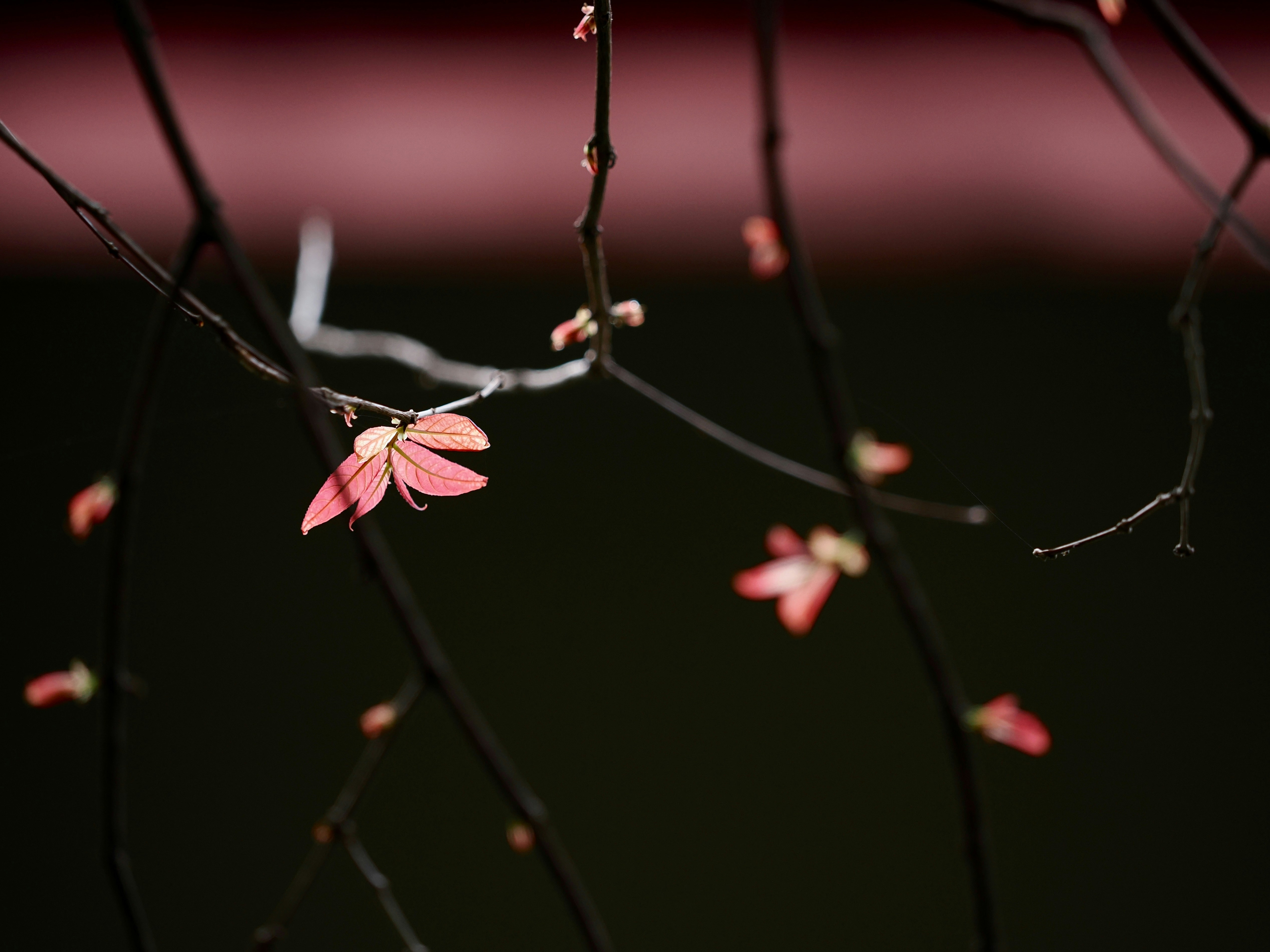 Faint Pink Foliage Strands in Dusk-Soft Architecture