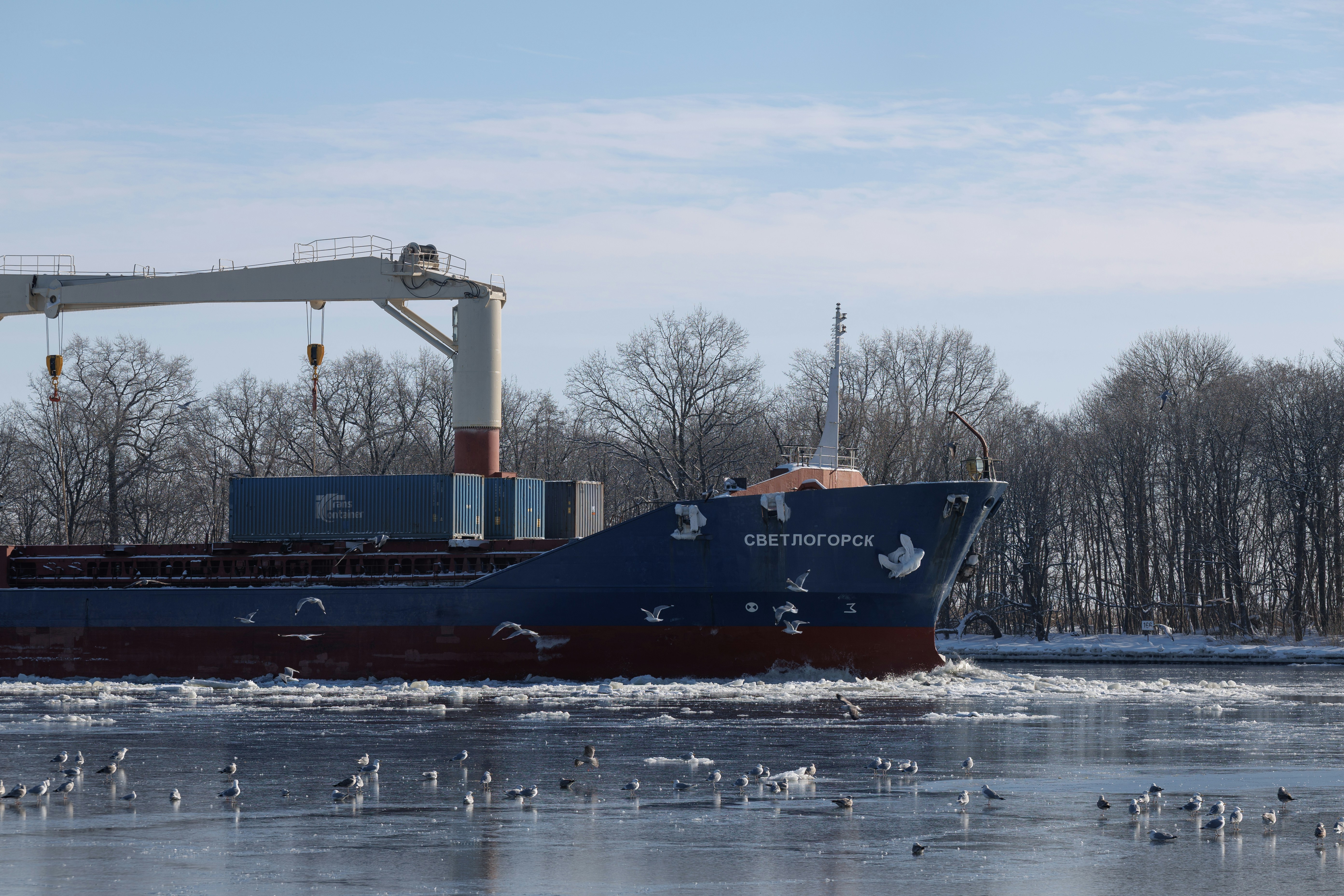 Blue cargo ship gliding past a wintry shoreline