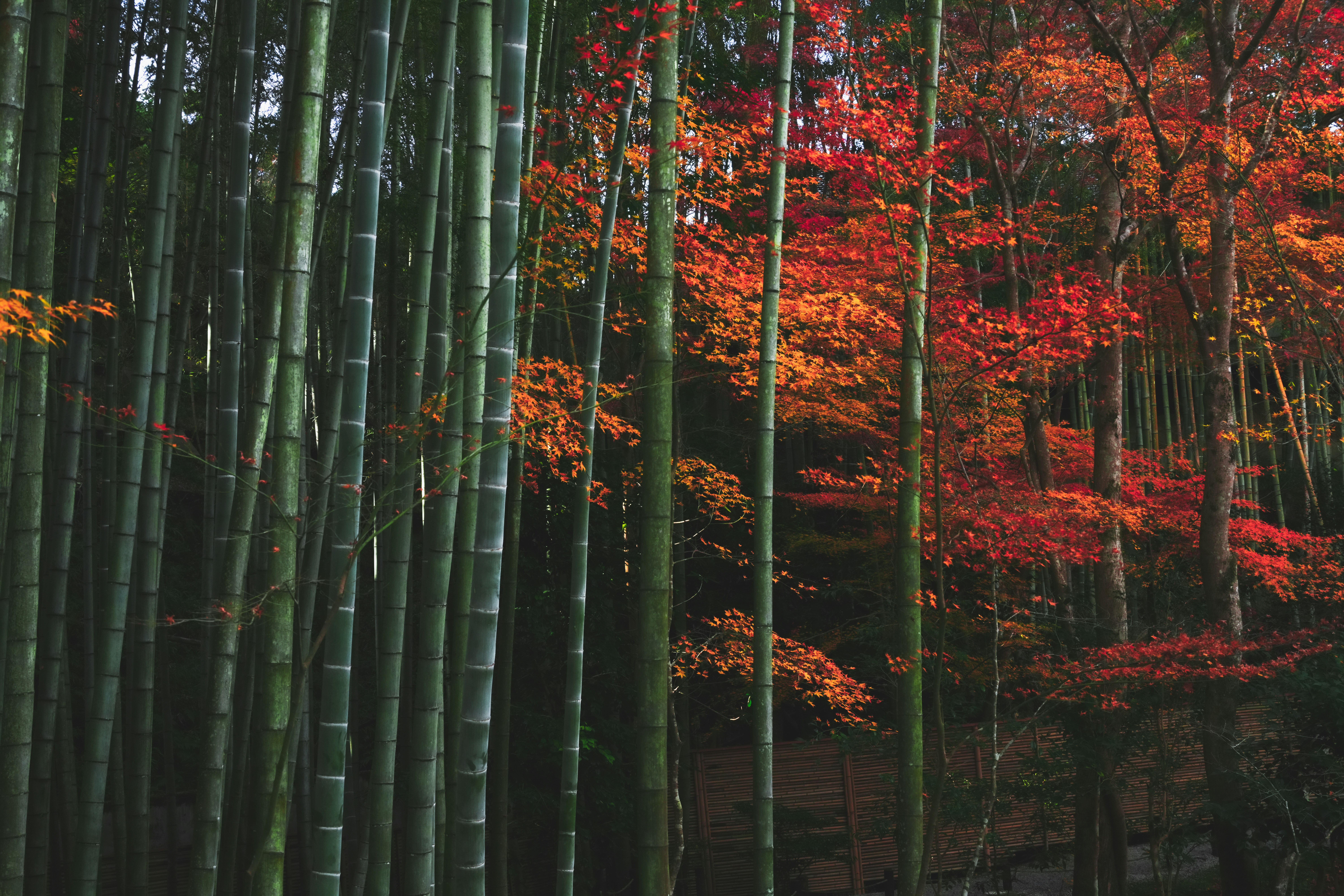 Autumn Whisper in the Bamboo Corridor
