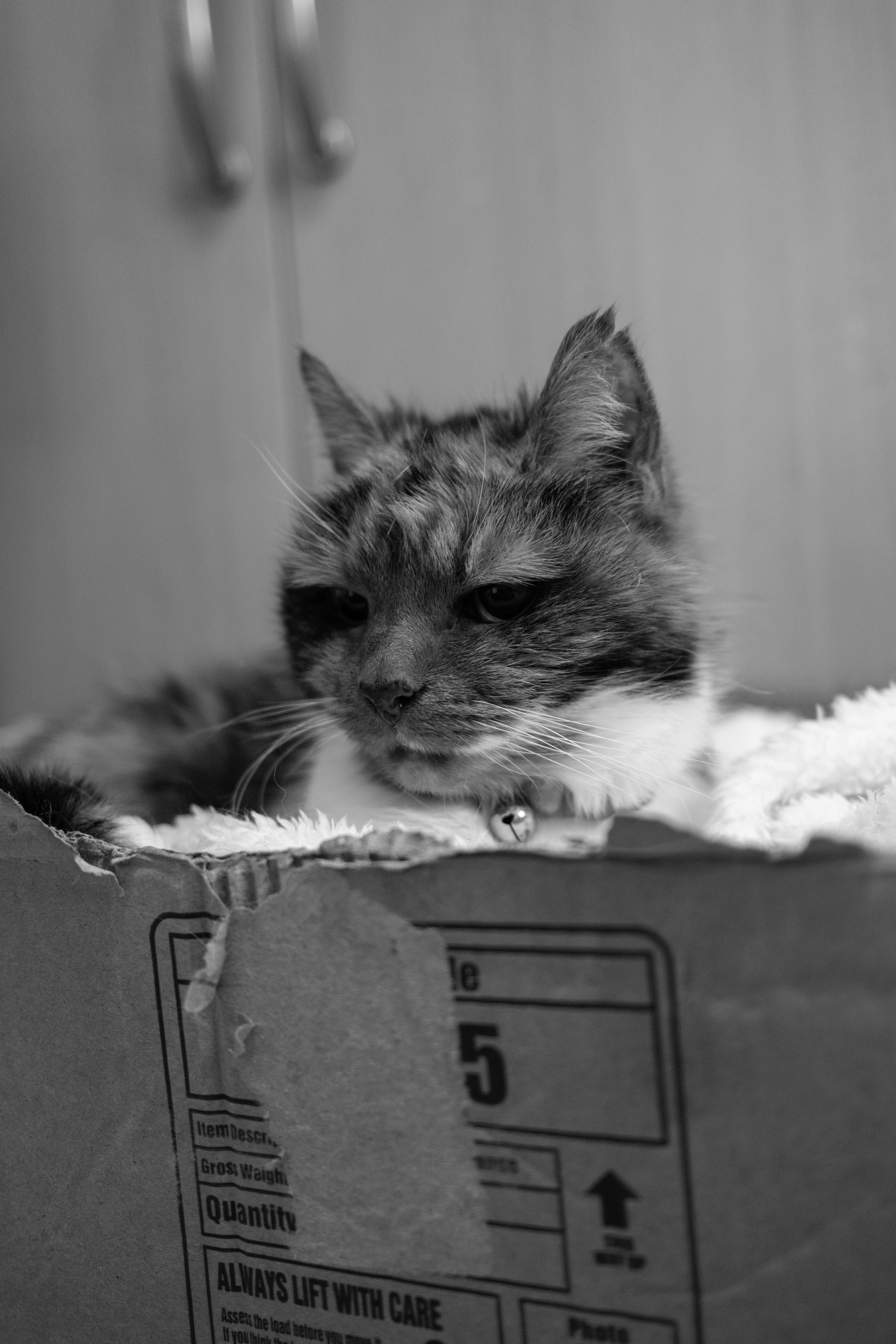 Curled Confidences: Cat Within a Cardboard Nest