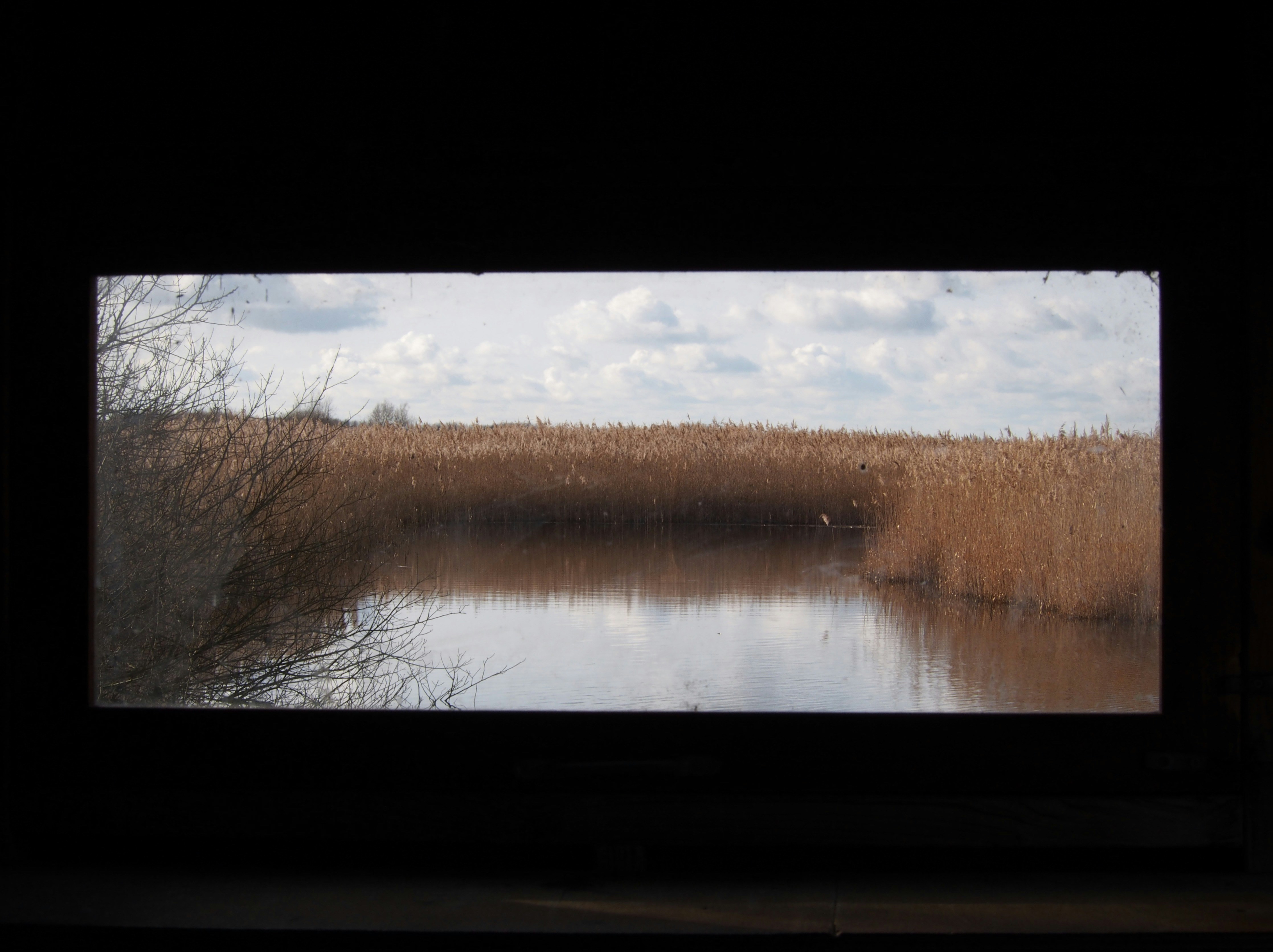 Hidden Channel of Reeds: A Quiet Horizon Viewed Through a Window