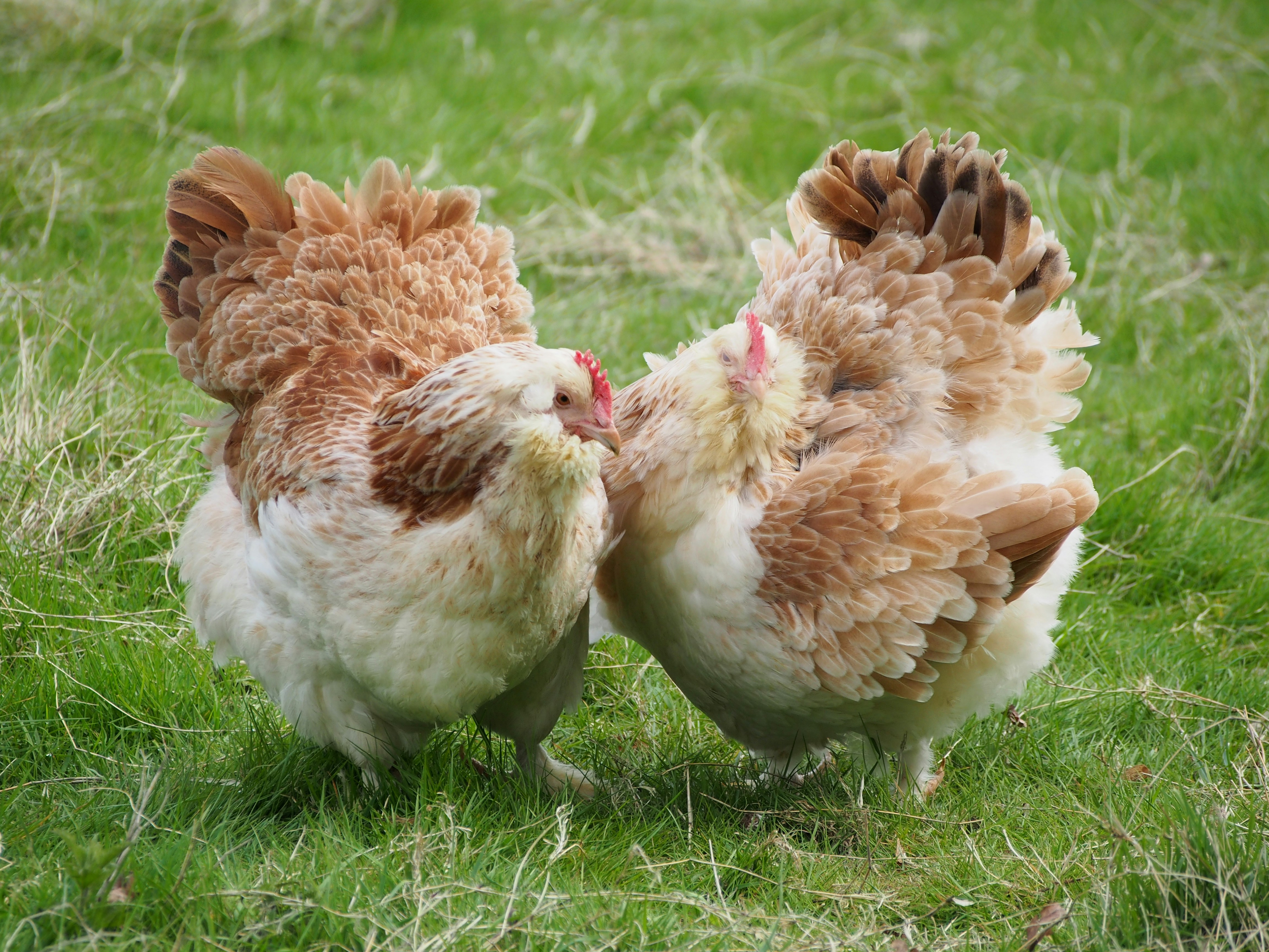 Two contented hens share a close, feathered moment in sunlit grass