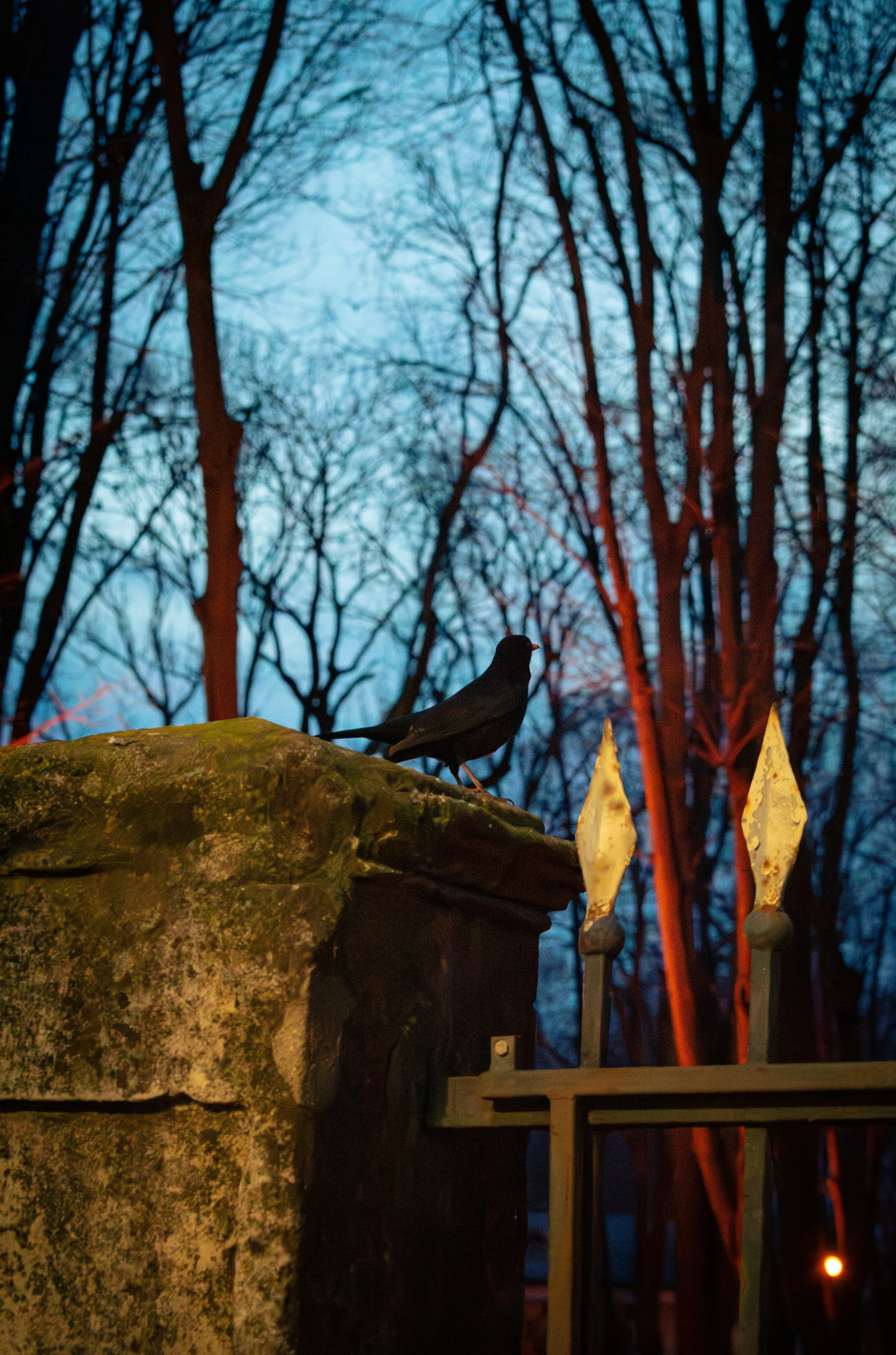 Raven on stone ledge beneath bare winter trees at dusk