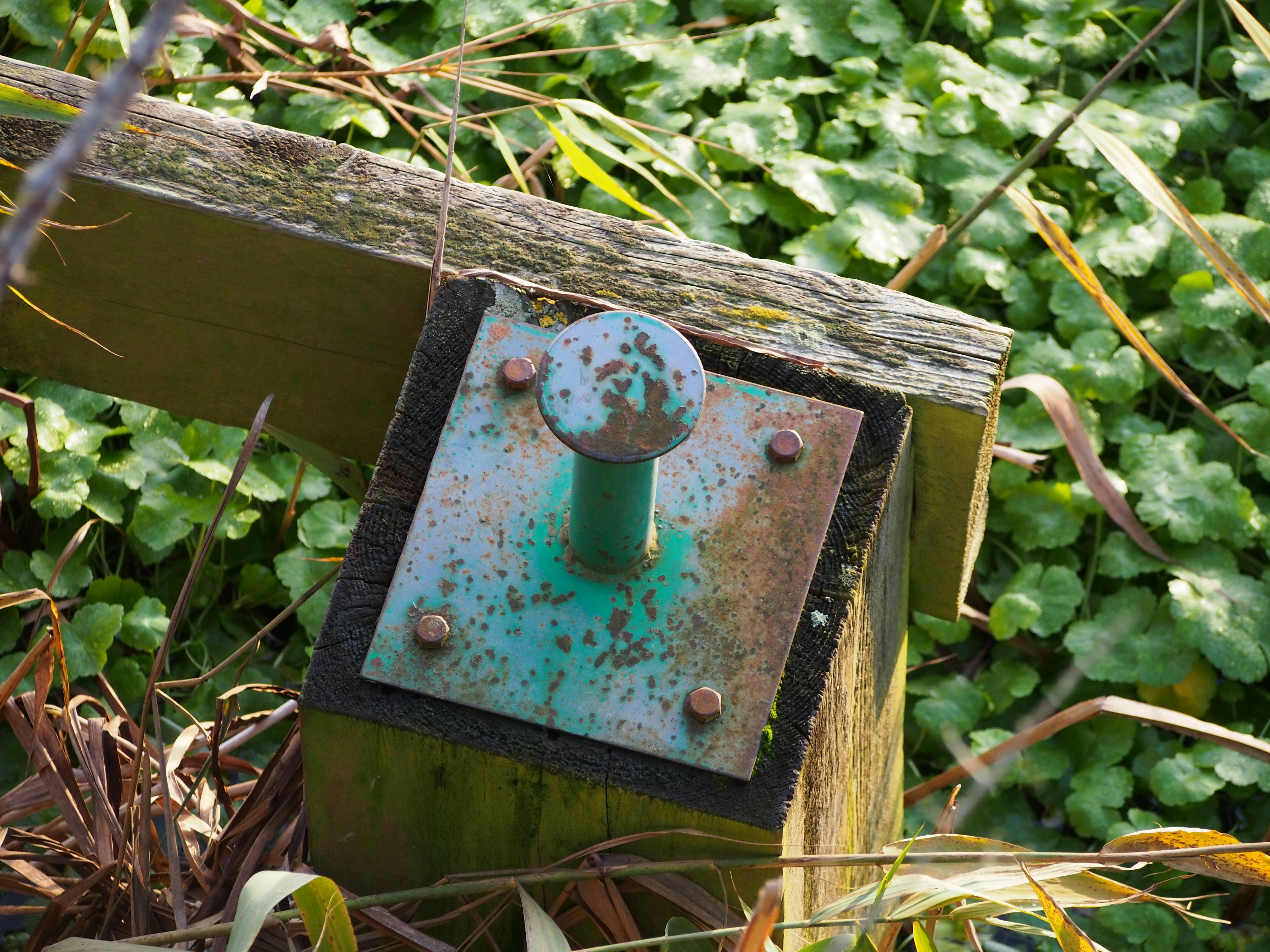 Weathered utility stake amid creeping ivy and moss