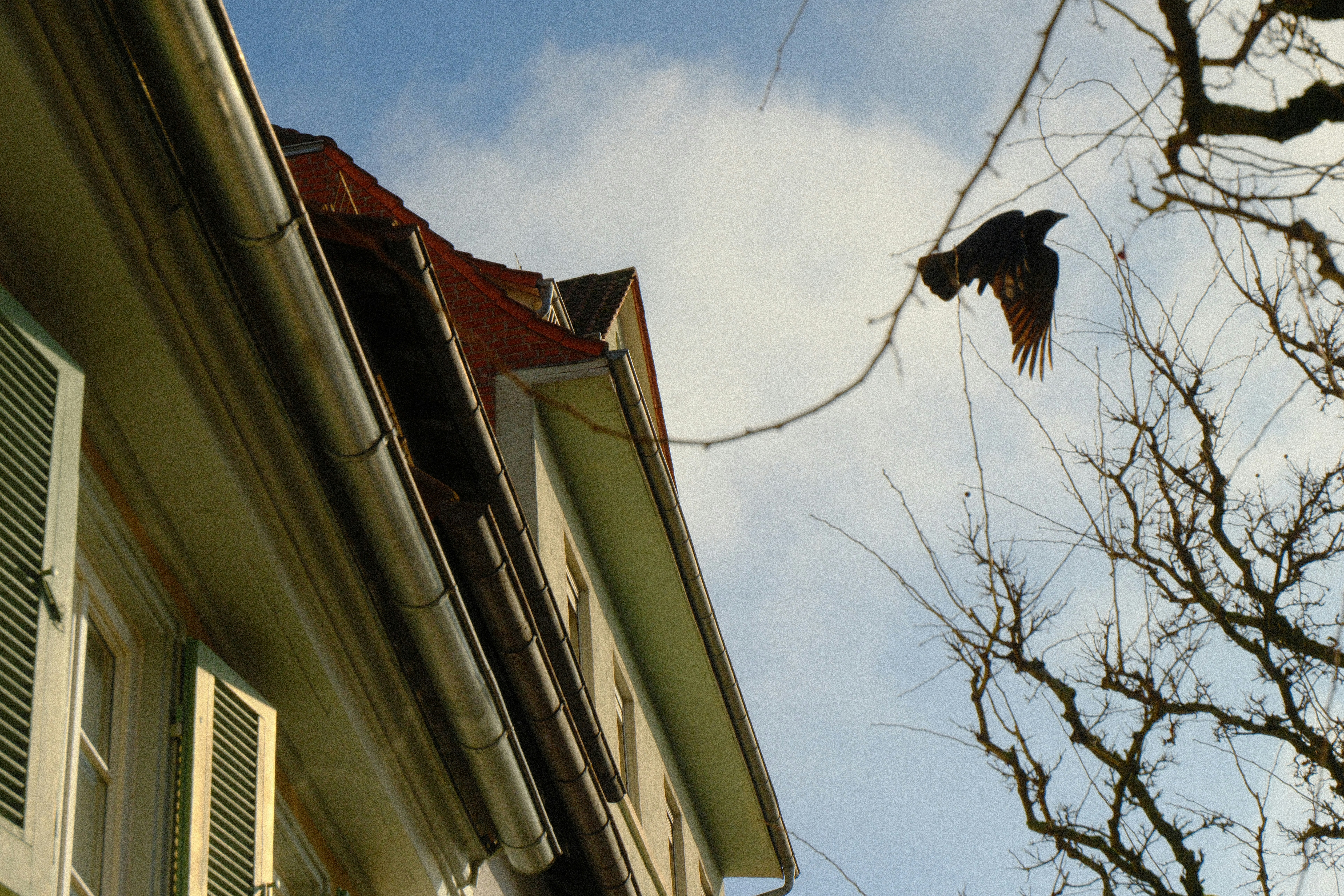 Bird in Flight over a Sunlit Roofline