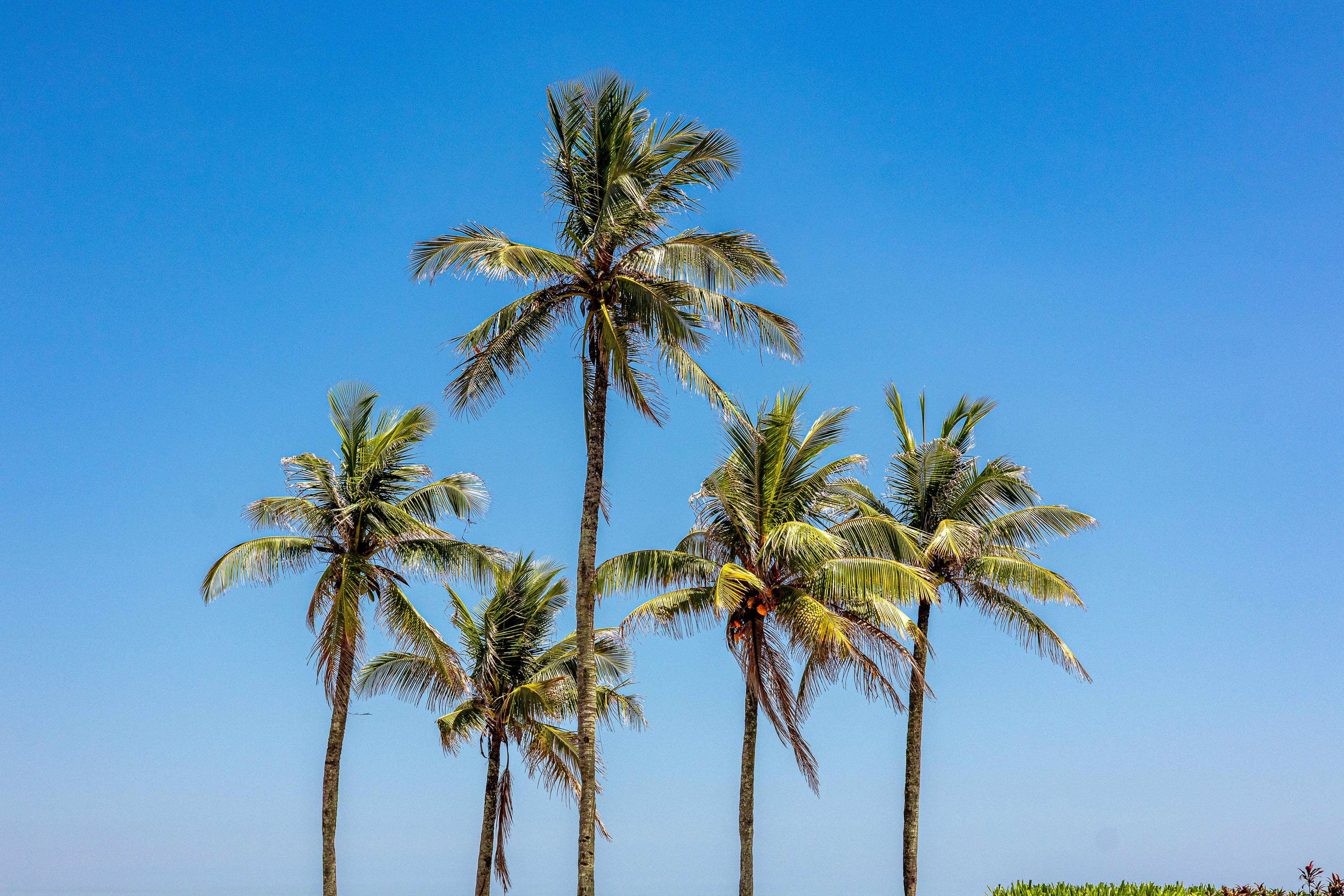 Palm silhouettes against a cobalt sky