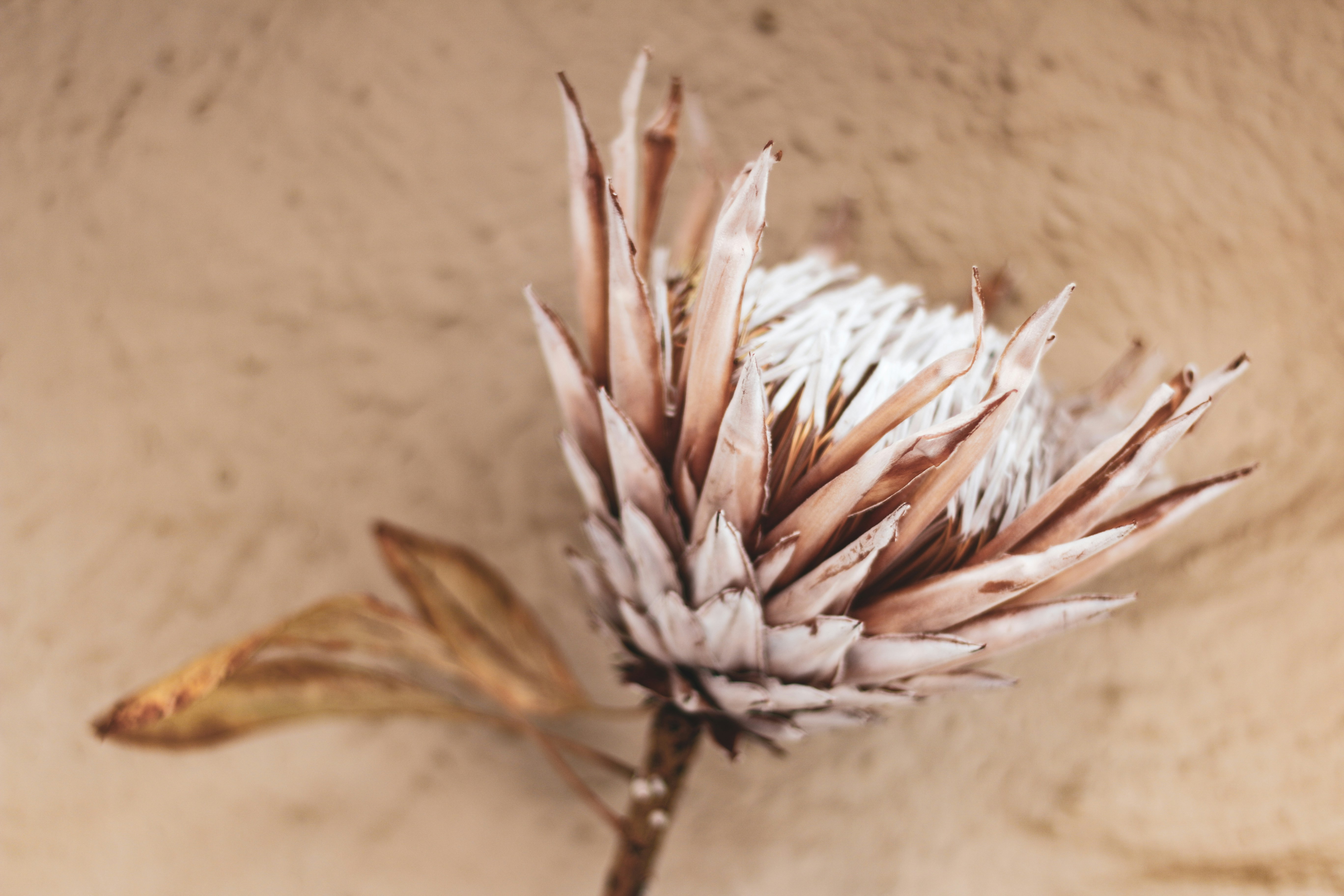 Withered Protea in Desert Light