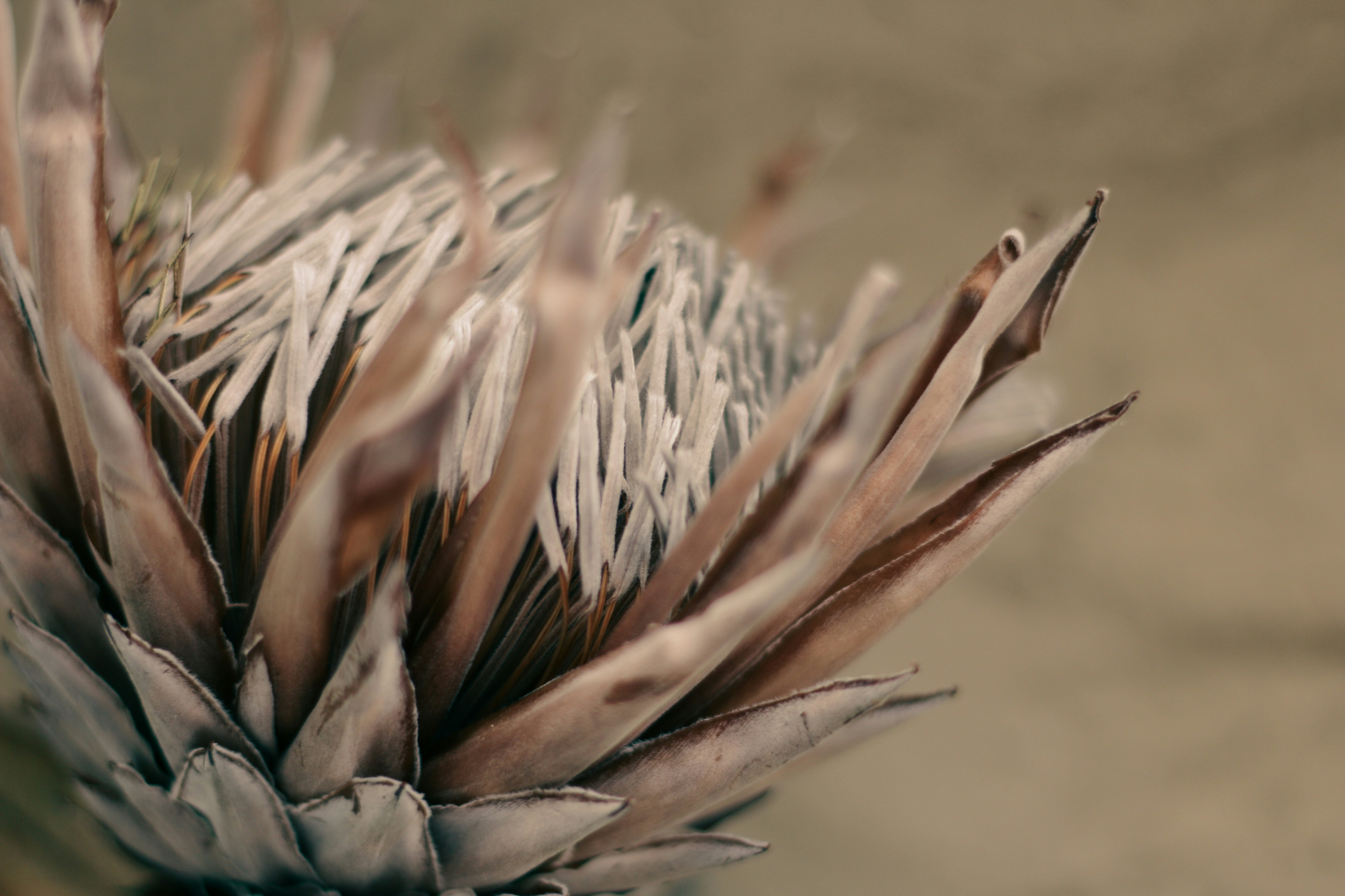 Desert Bloom: A Close-Up of Armor-Textured Foliage in Soft Light