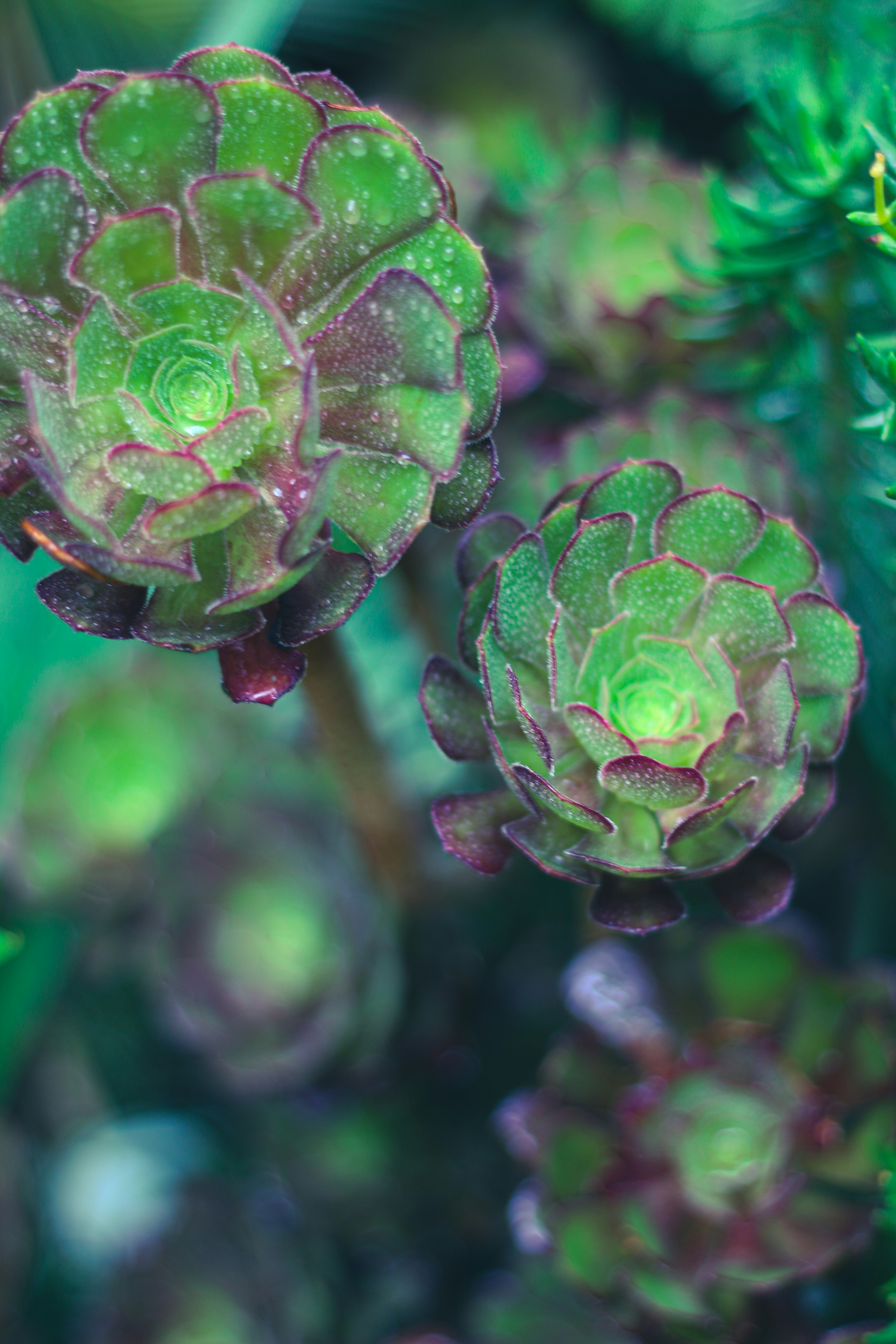 Emerald Rosettes of Morning Dew