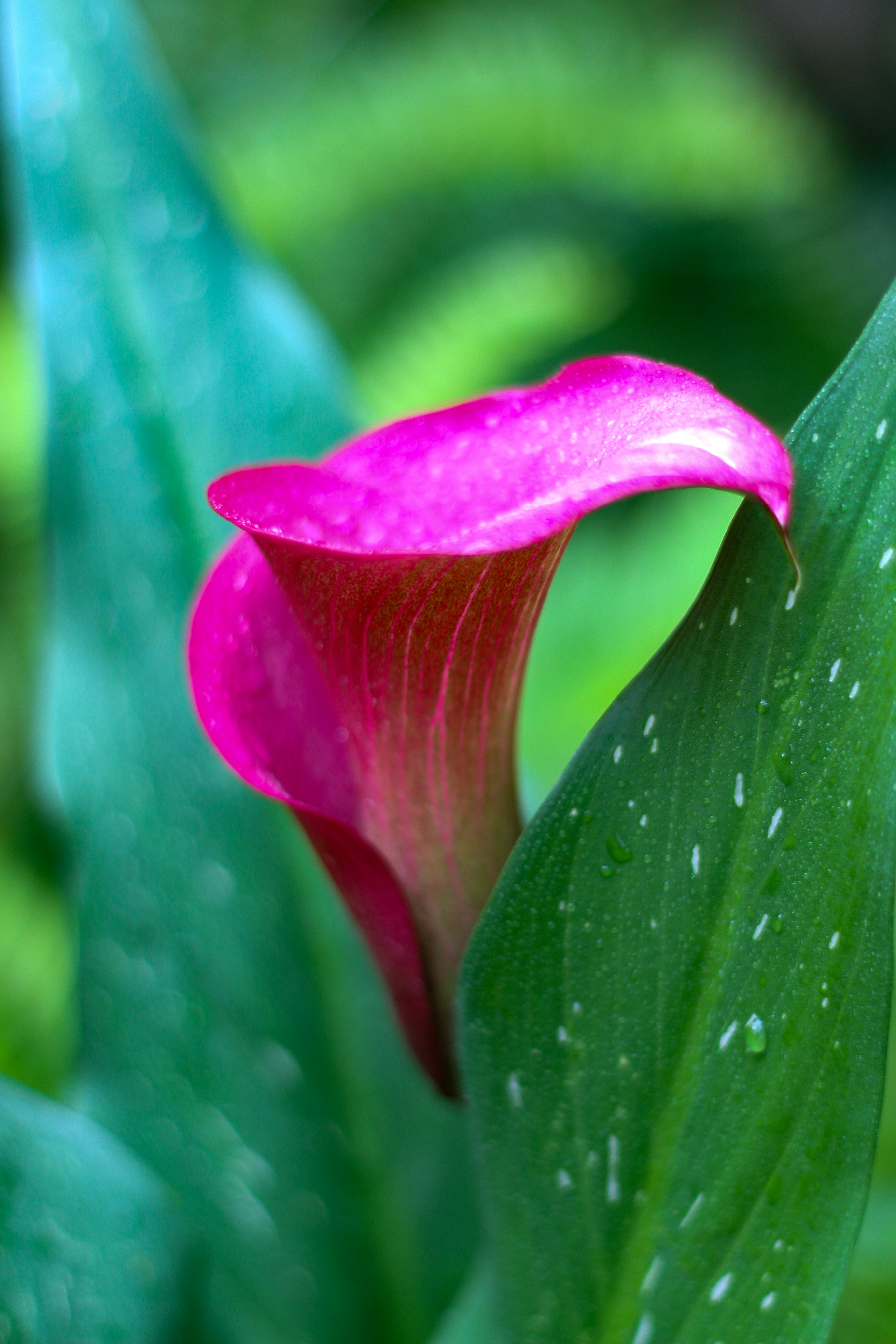 Magenta Curved Bloom: A Close-Up of a Pink Calla Amid Green Stripes