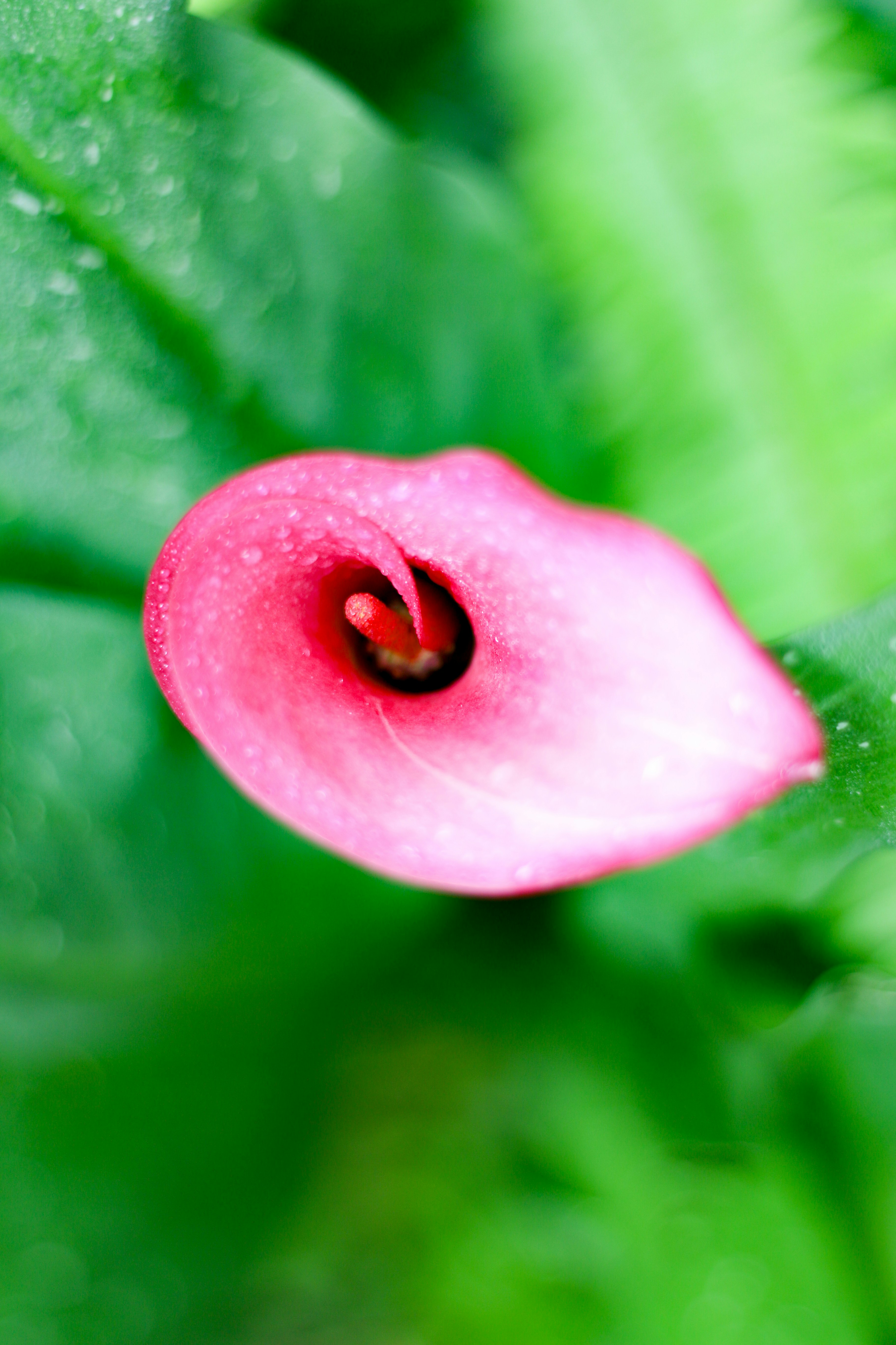 Pink Calla Bloom: a Soft Focus Close-Up in Vibrant Green