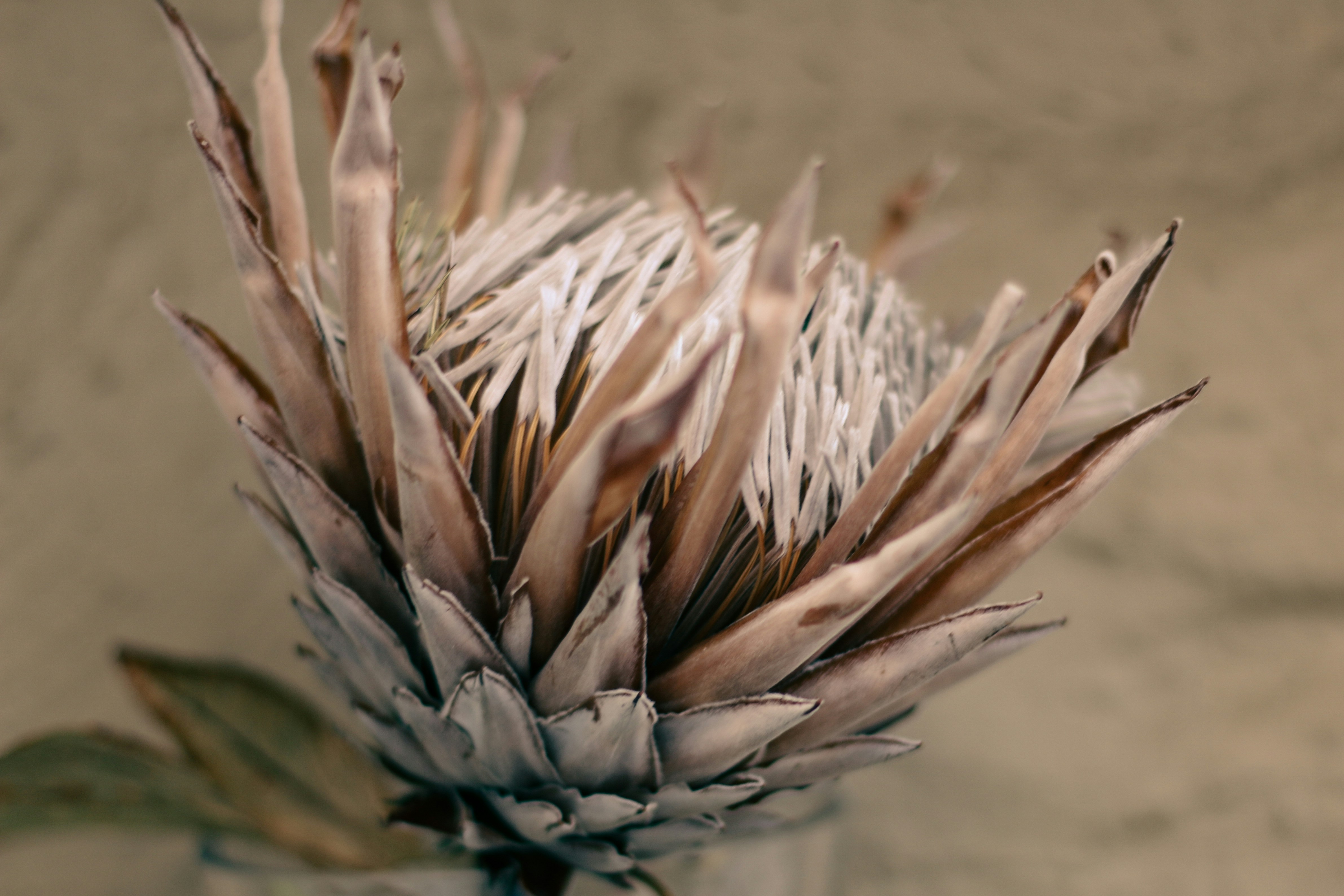 Desert Bloom in Focus: A Close-Up of a Silvery Protea Layer