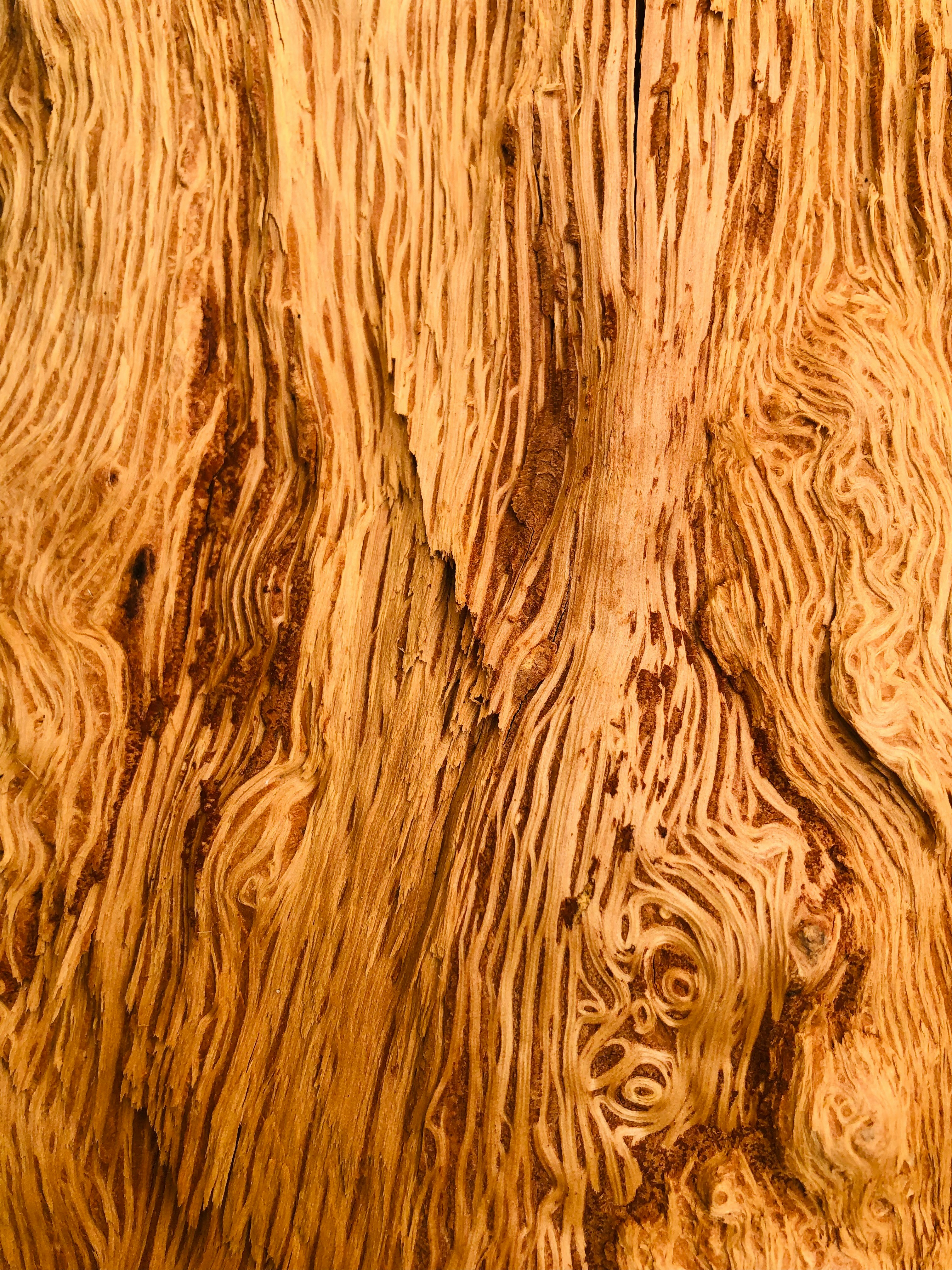 Weathered Allure: Sepia Rings in Ancient Bark