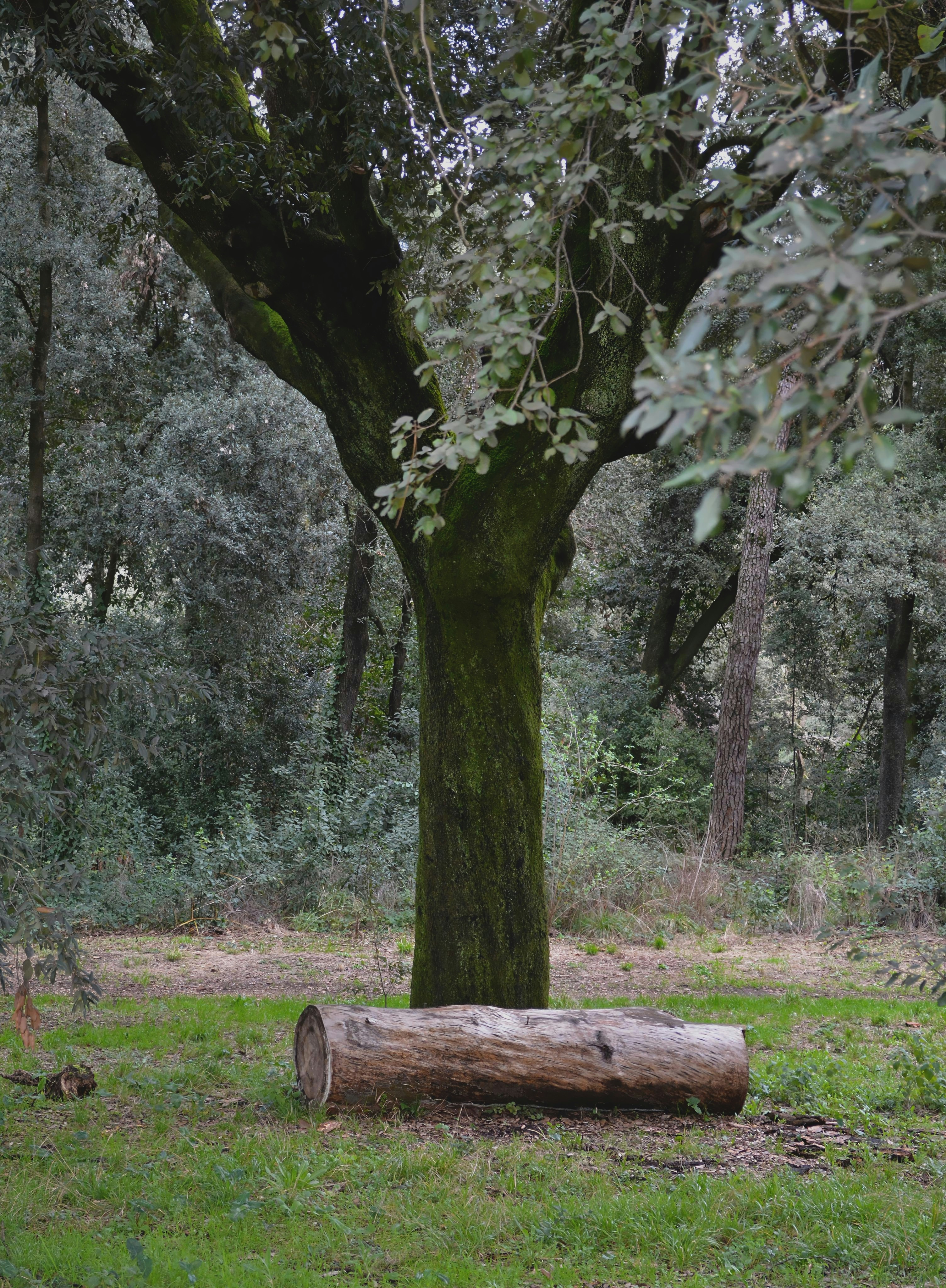 Trunk with moss and fallen log in a quiet woodland
