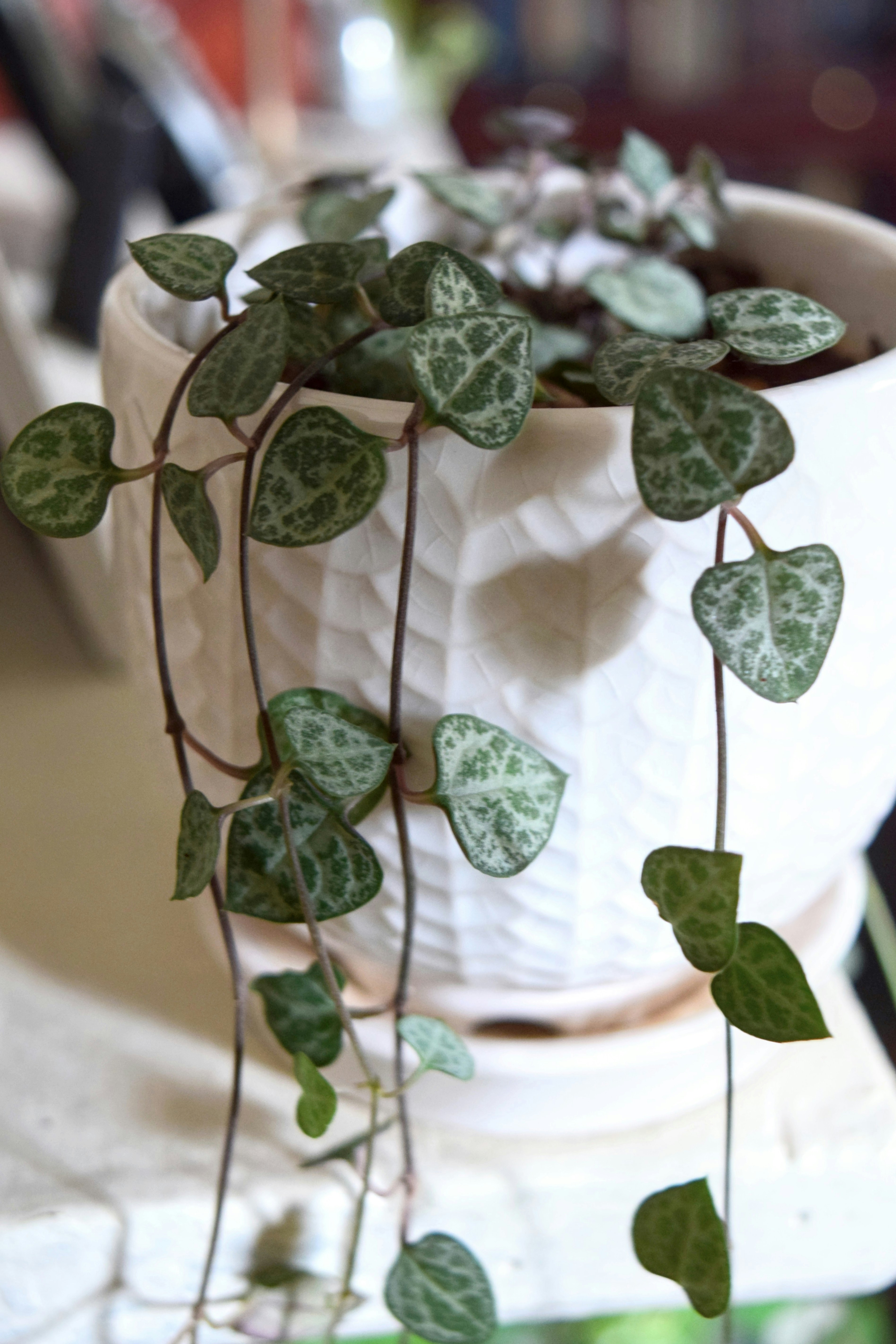 TrailingSilver: a potted heartleaf plant curling over a textured white vase
