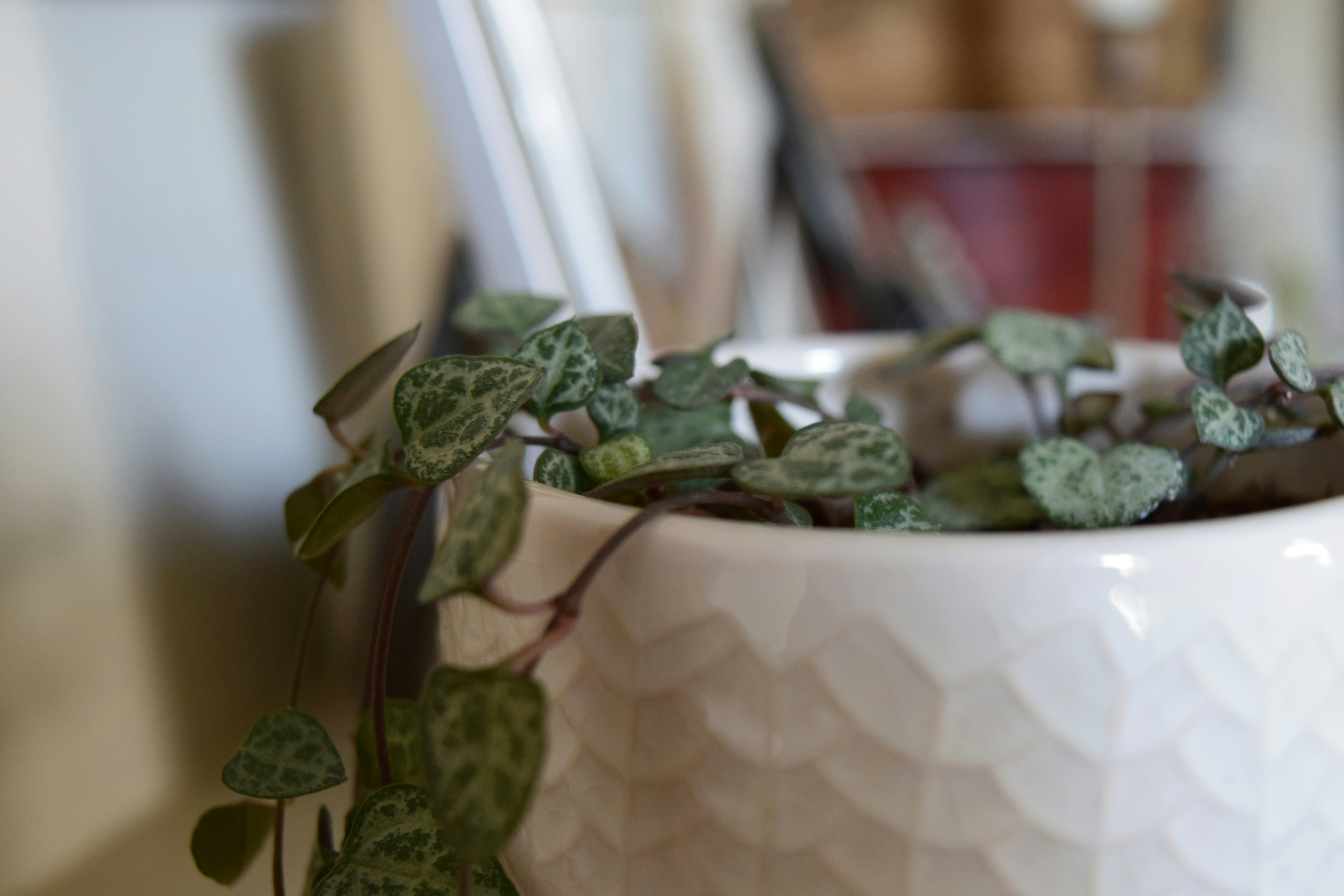 Trailing Ivy in a Textured Ceramic Pot