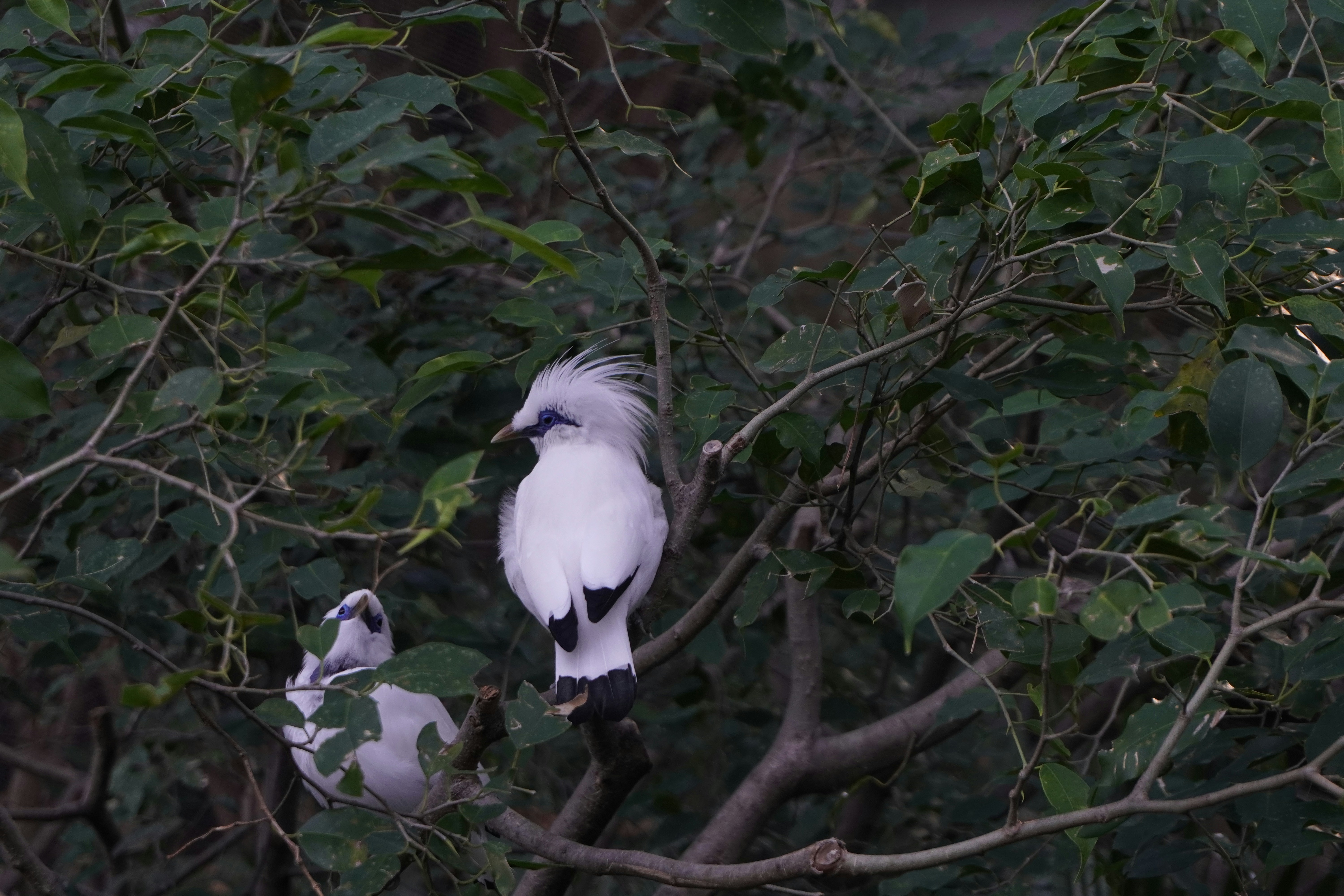 White-crested Mynah Duo on a Moonlit Branch